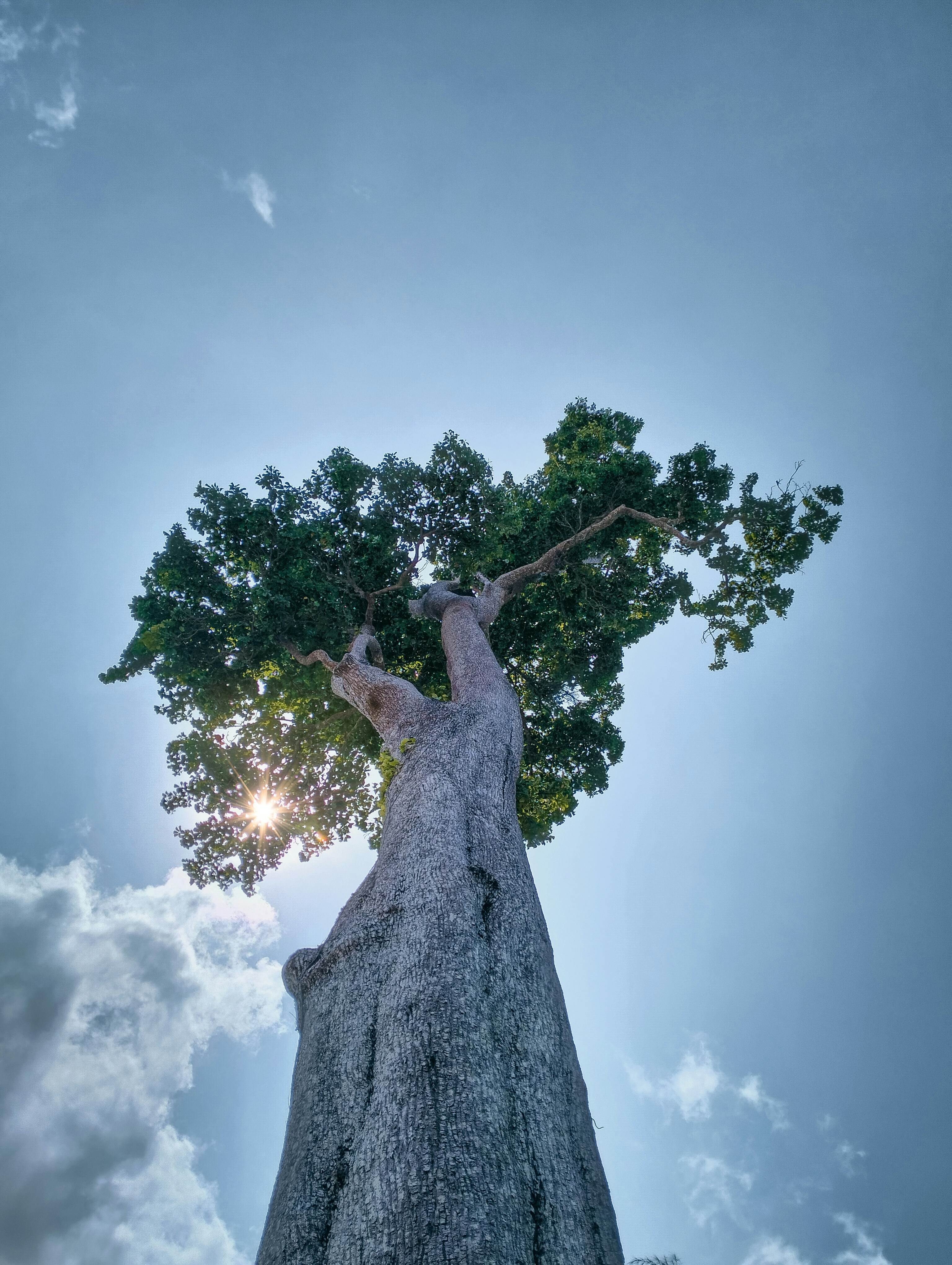A tree with a large trunk photo – Free Raman bagicha beach Image on ...