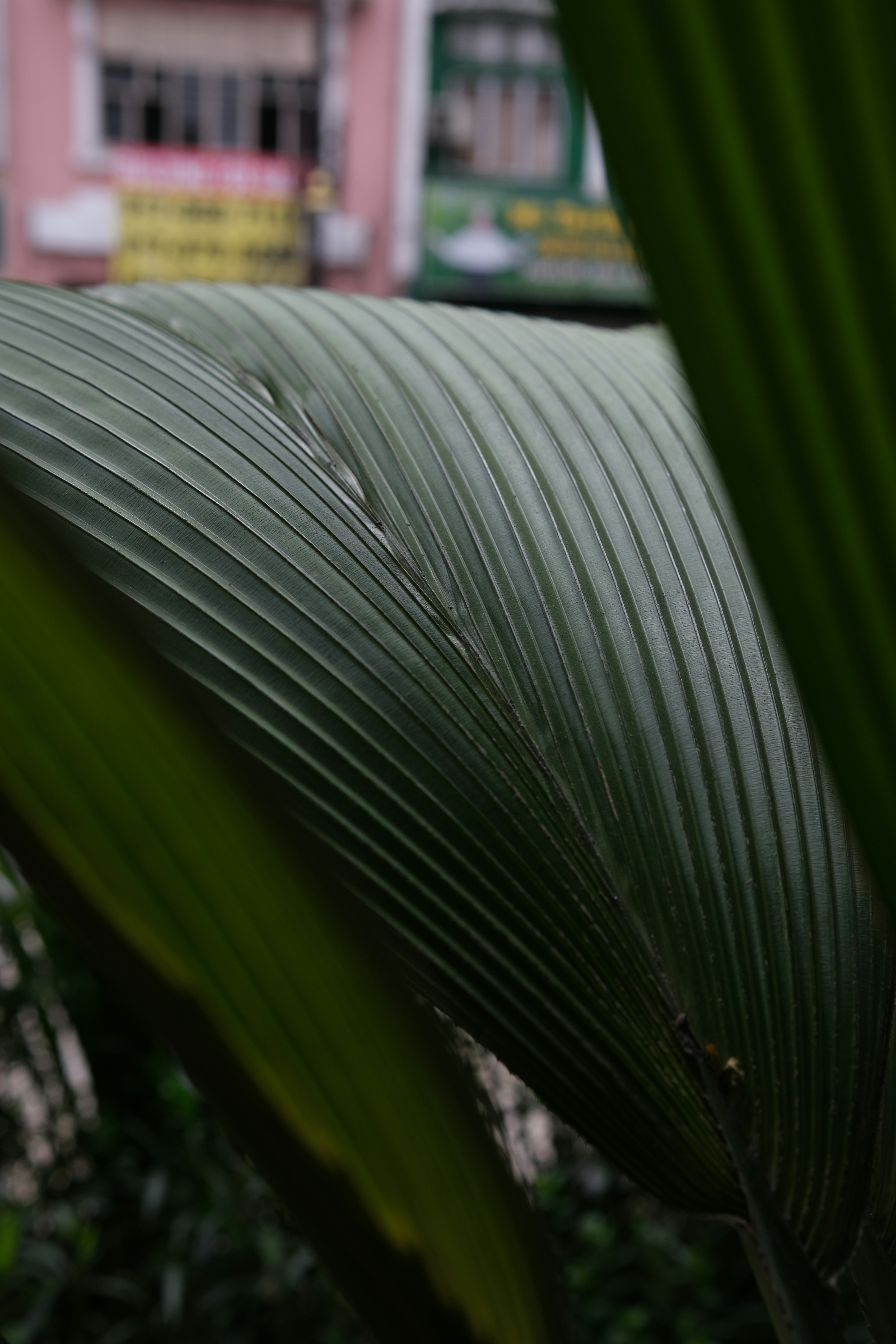 Ribbed Green: Close-Up of a Palm Leaf Against a Blurred City Backdrop
