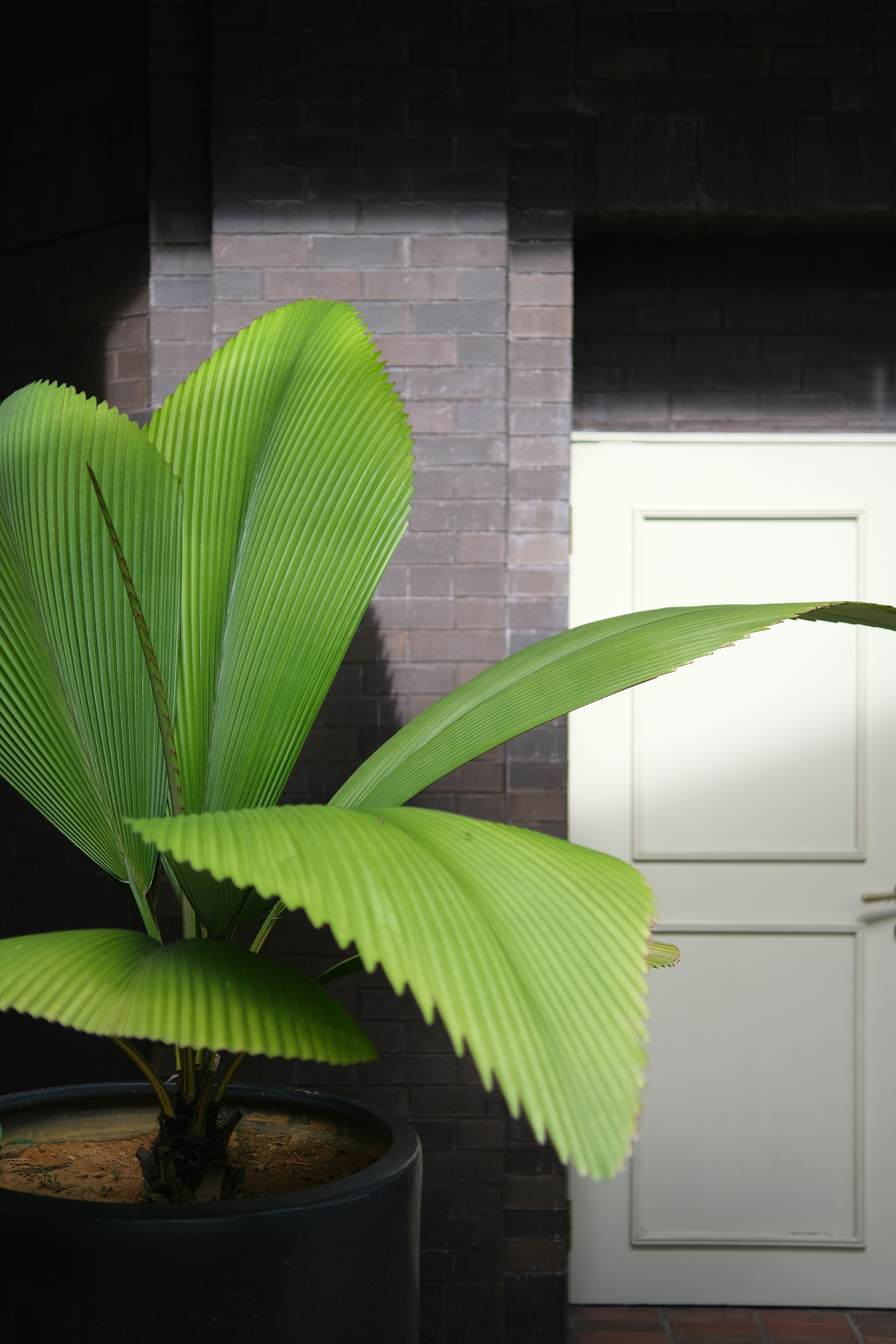 Verdant Fans by the Doorstep: a tropical leaf portrait against brick and panel