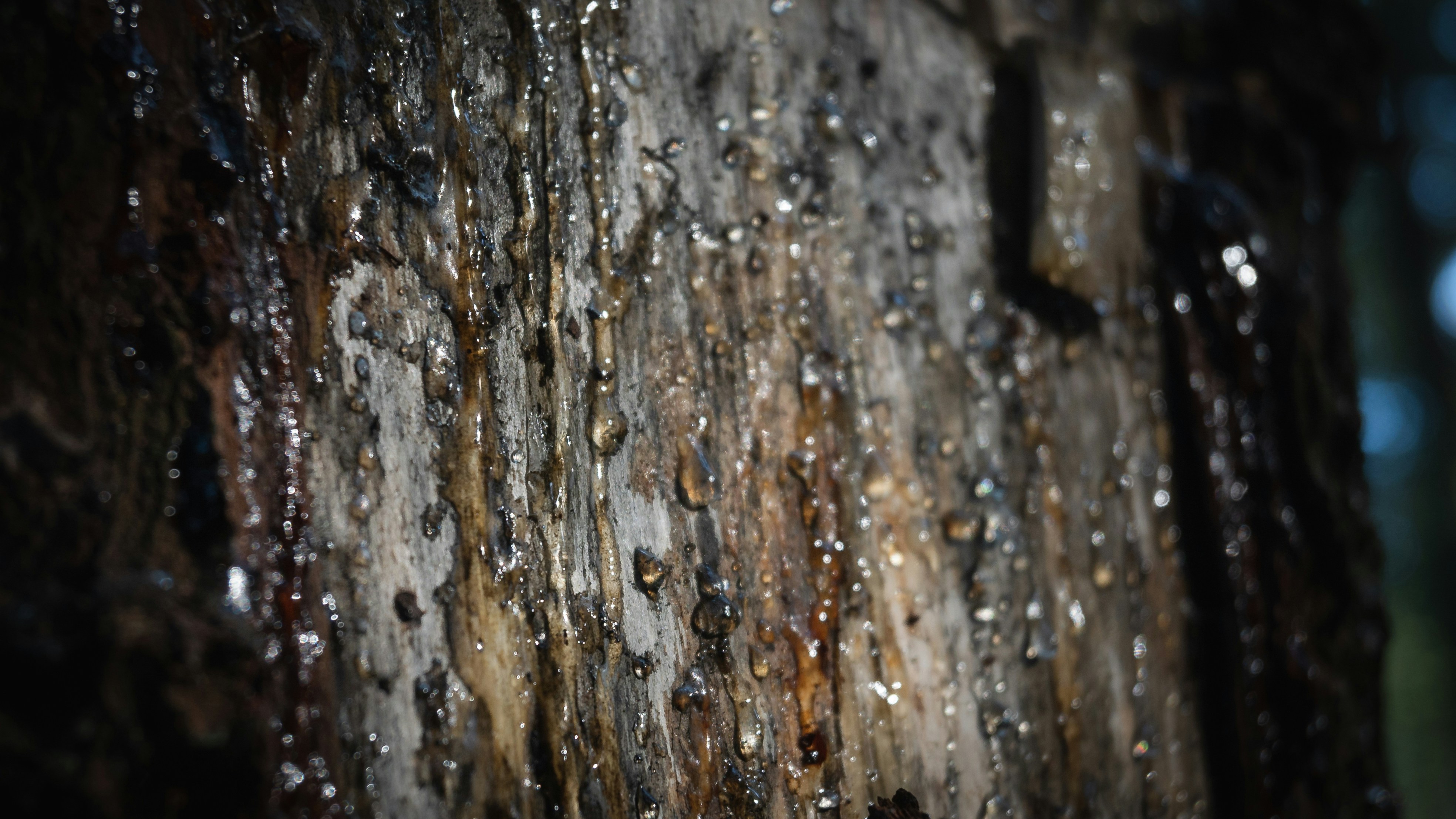 Un primer plano del tronco de un árbol foto – Imagen de Árbol gratuita ...