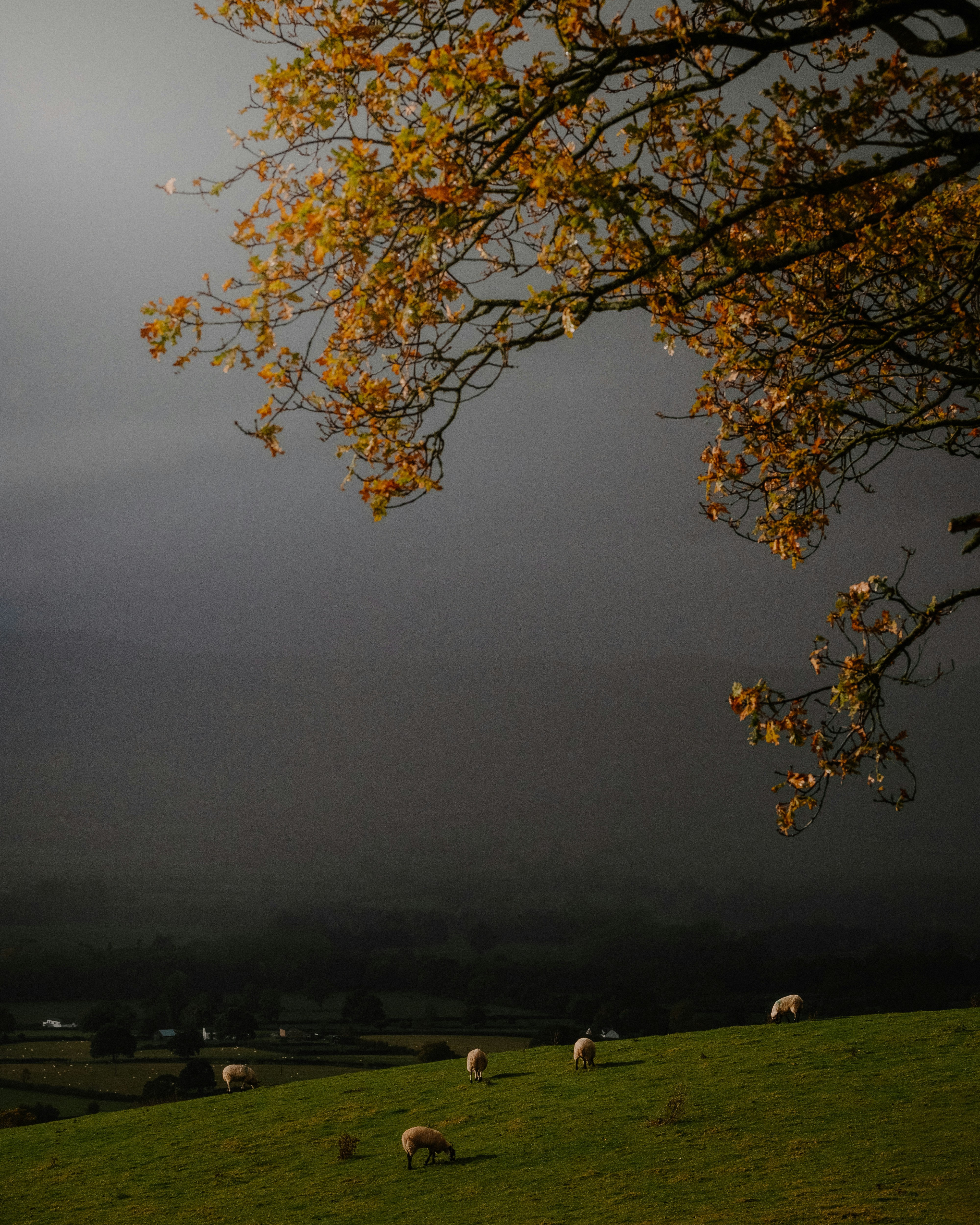 a group of sheep grazing in a field under a tree