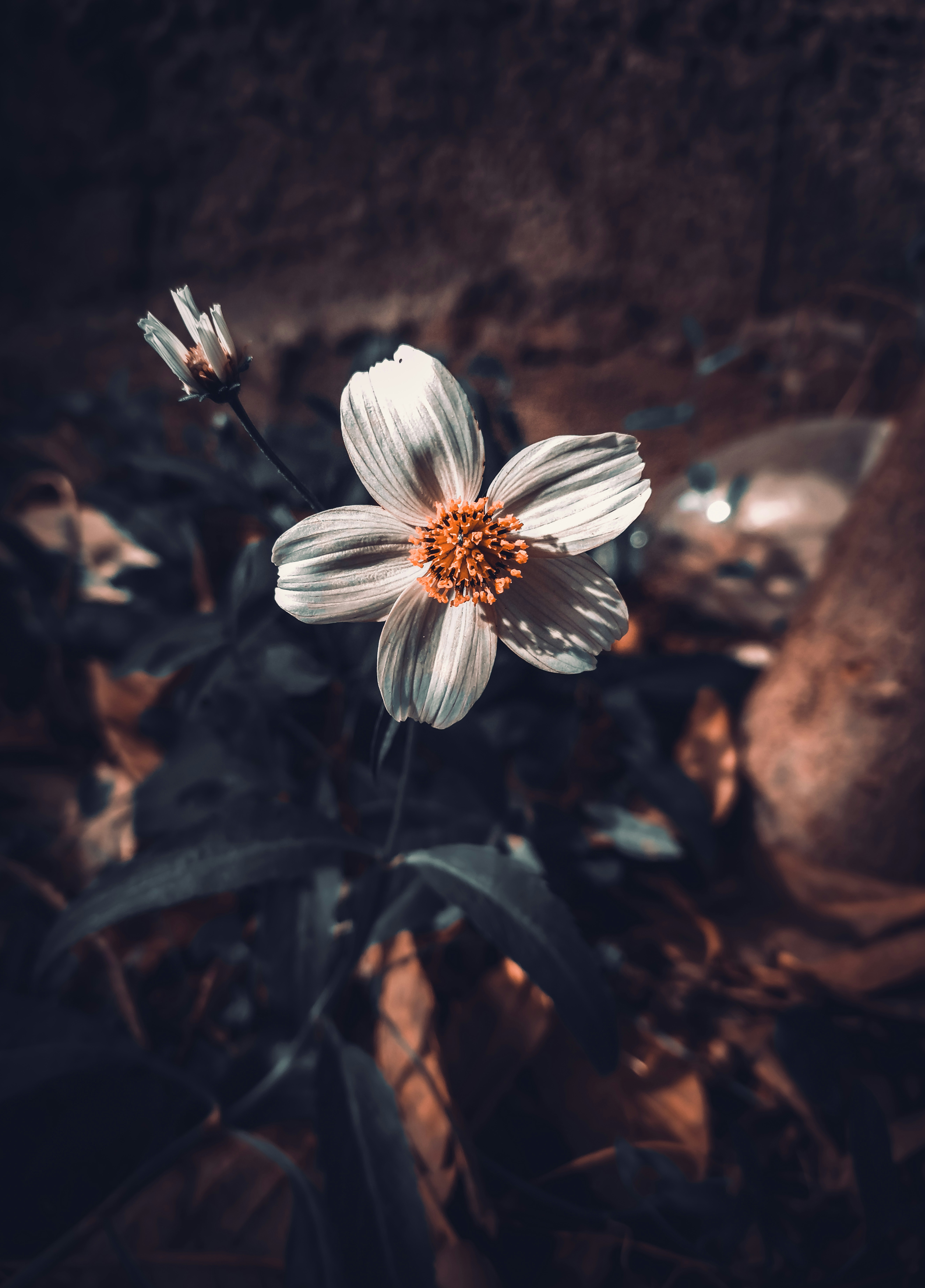 Close-up photograph of a white-petaled flower with an orange center set against a dark, blurred background.