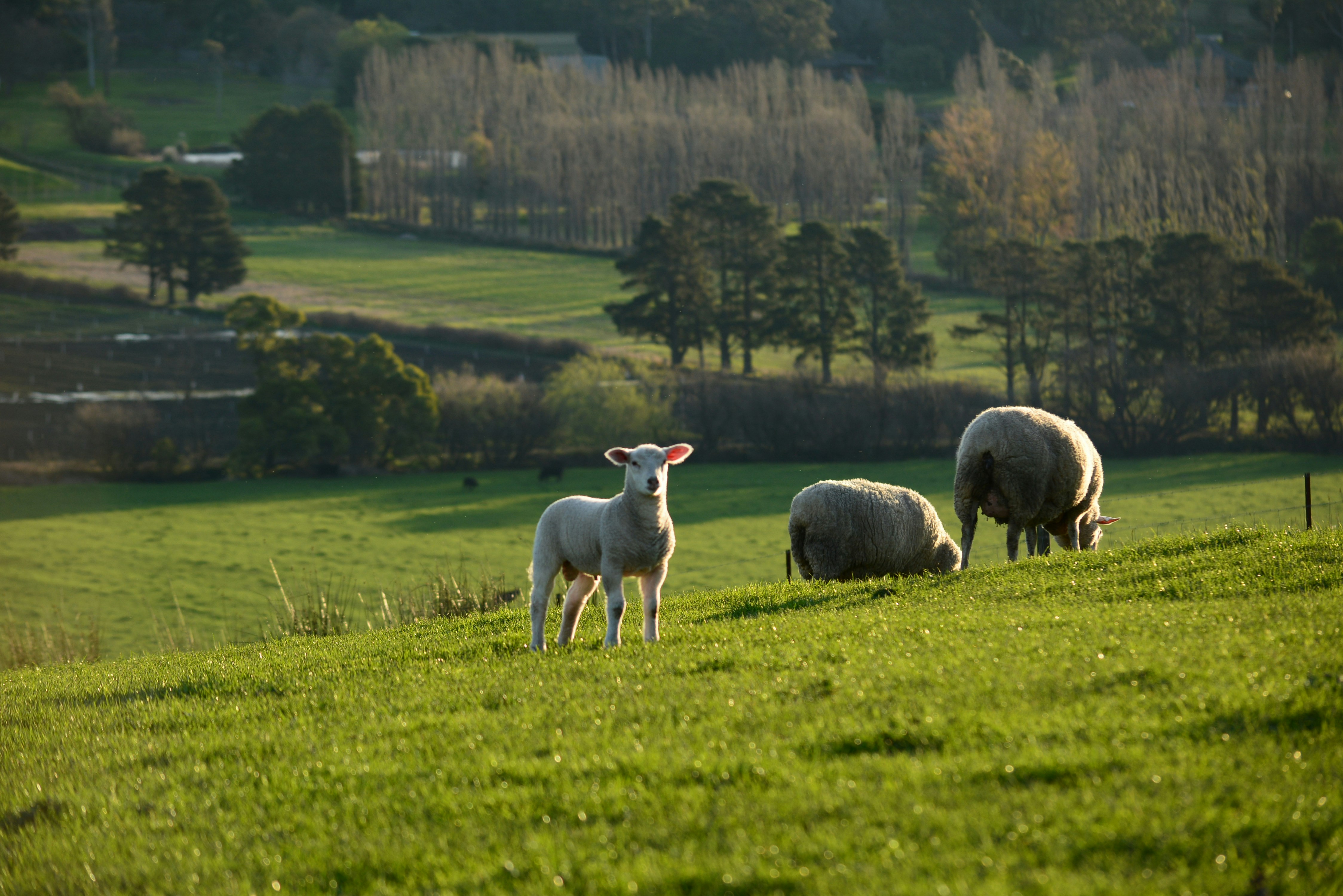 A group of sheep grazing in a field photo – Free Hills Image on Unsplash