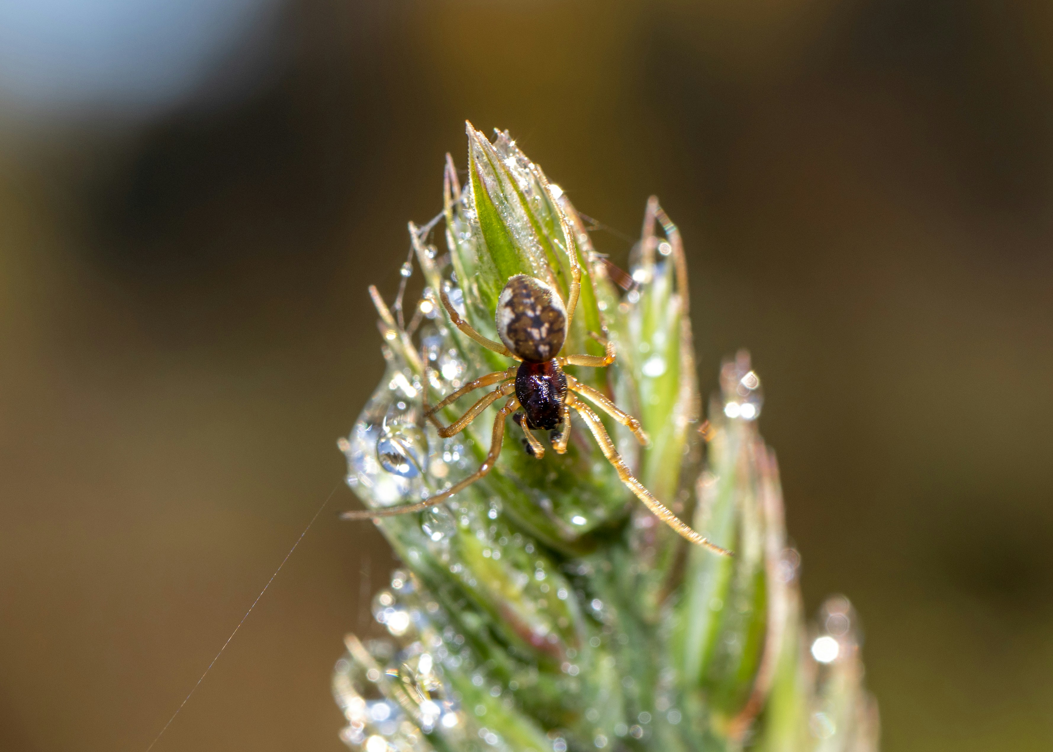 Nature's Tiny Guardian: A Spider on the Edge