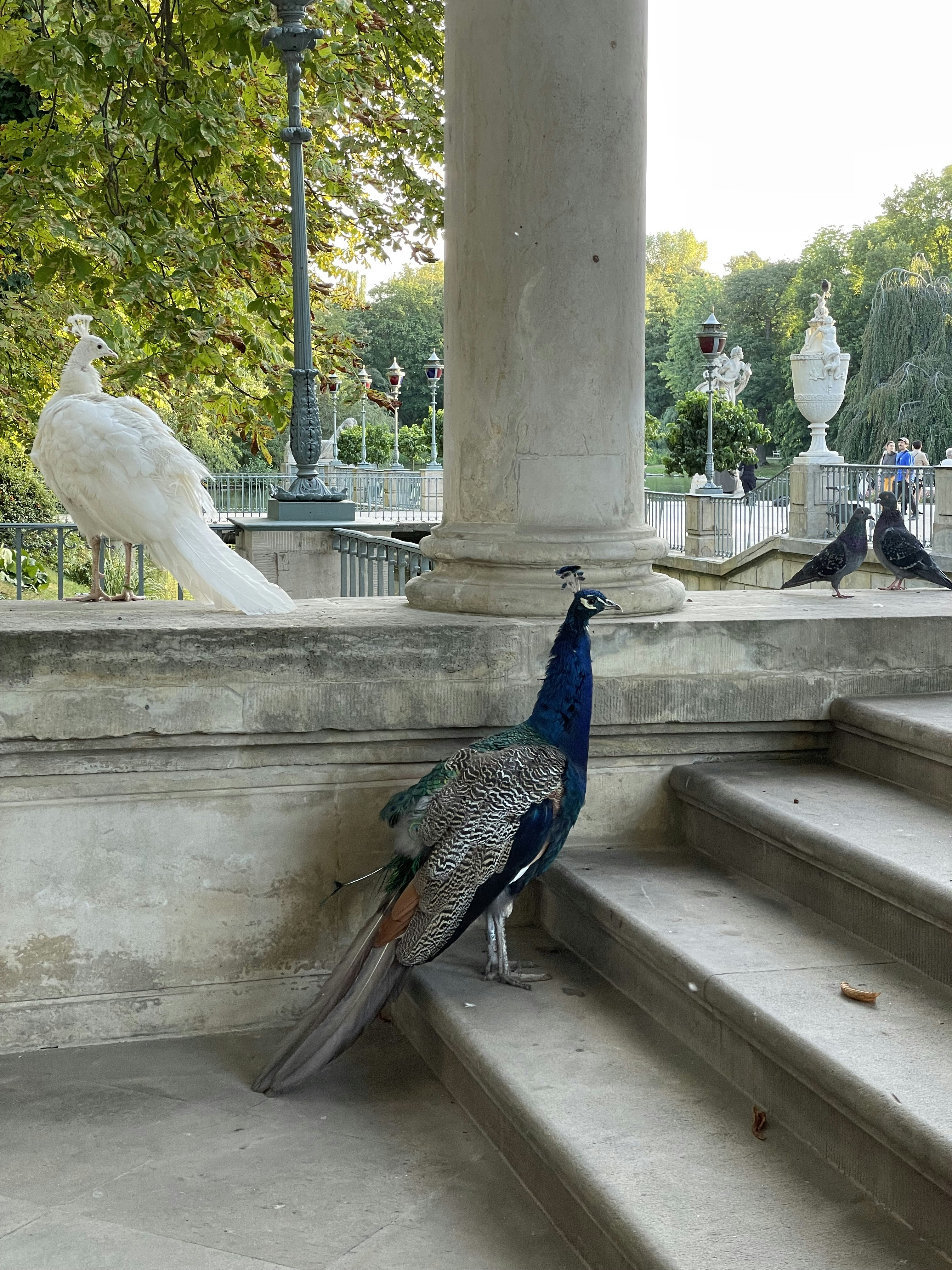 Azure Plumage at Marble Steps: A Peacock's Watch over the White Dove