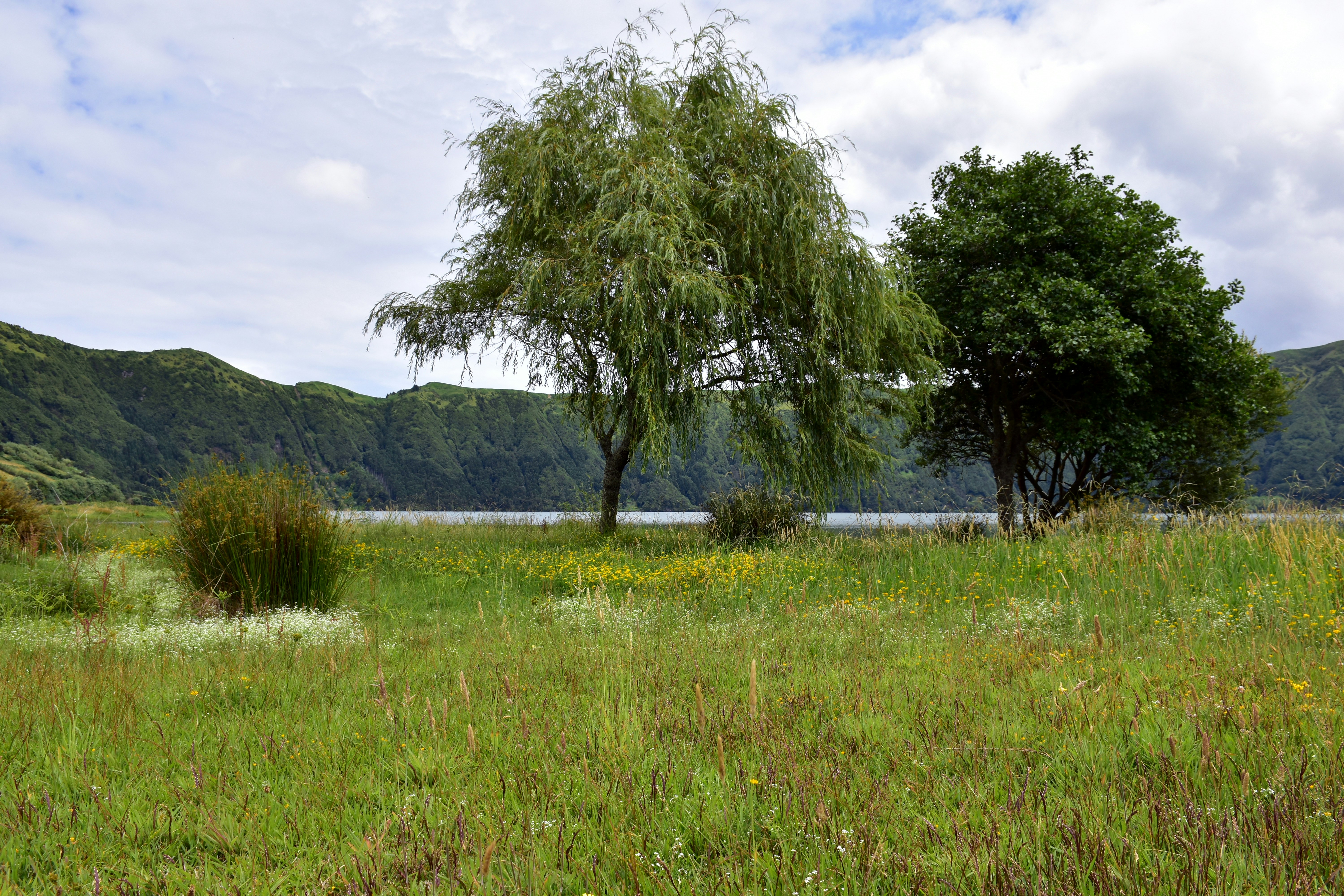 Willow at the Meadow's Edge Overlooking a Quiet Lake