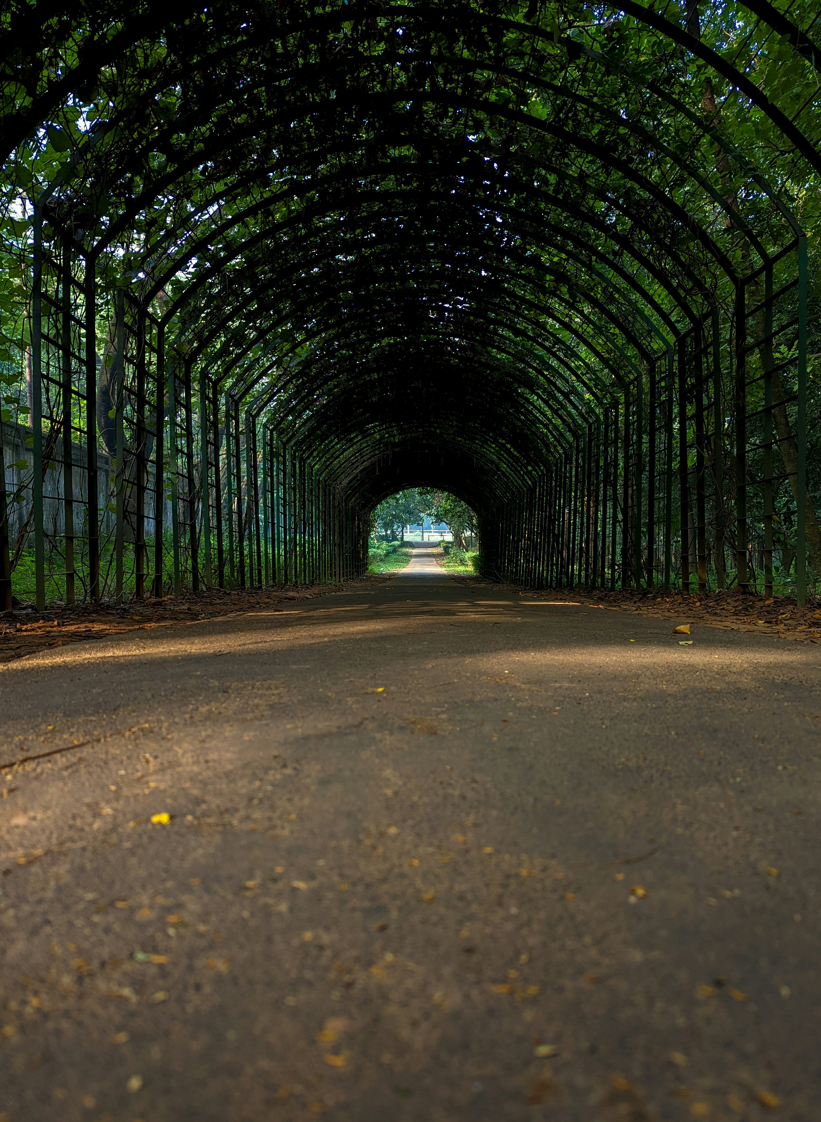 A tranquil pathway framed by a green archway of foliage and metal, leading to a distant light. The scene invites exploration and reflection.