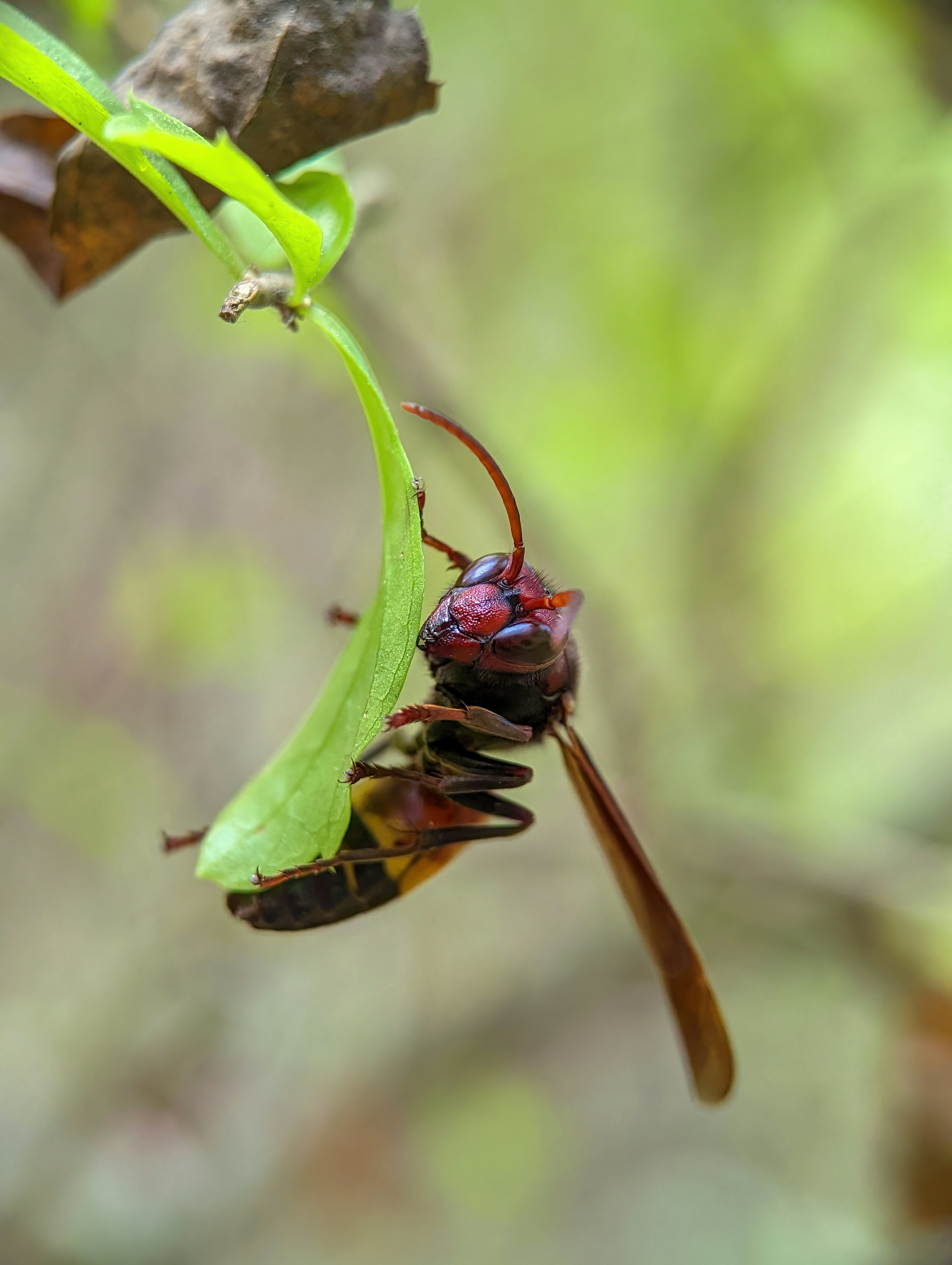 Insecte Gros Plan Photos | Télécharger des images gratuites sur Unsplash