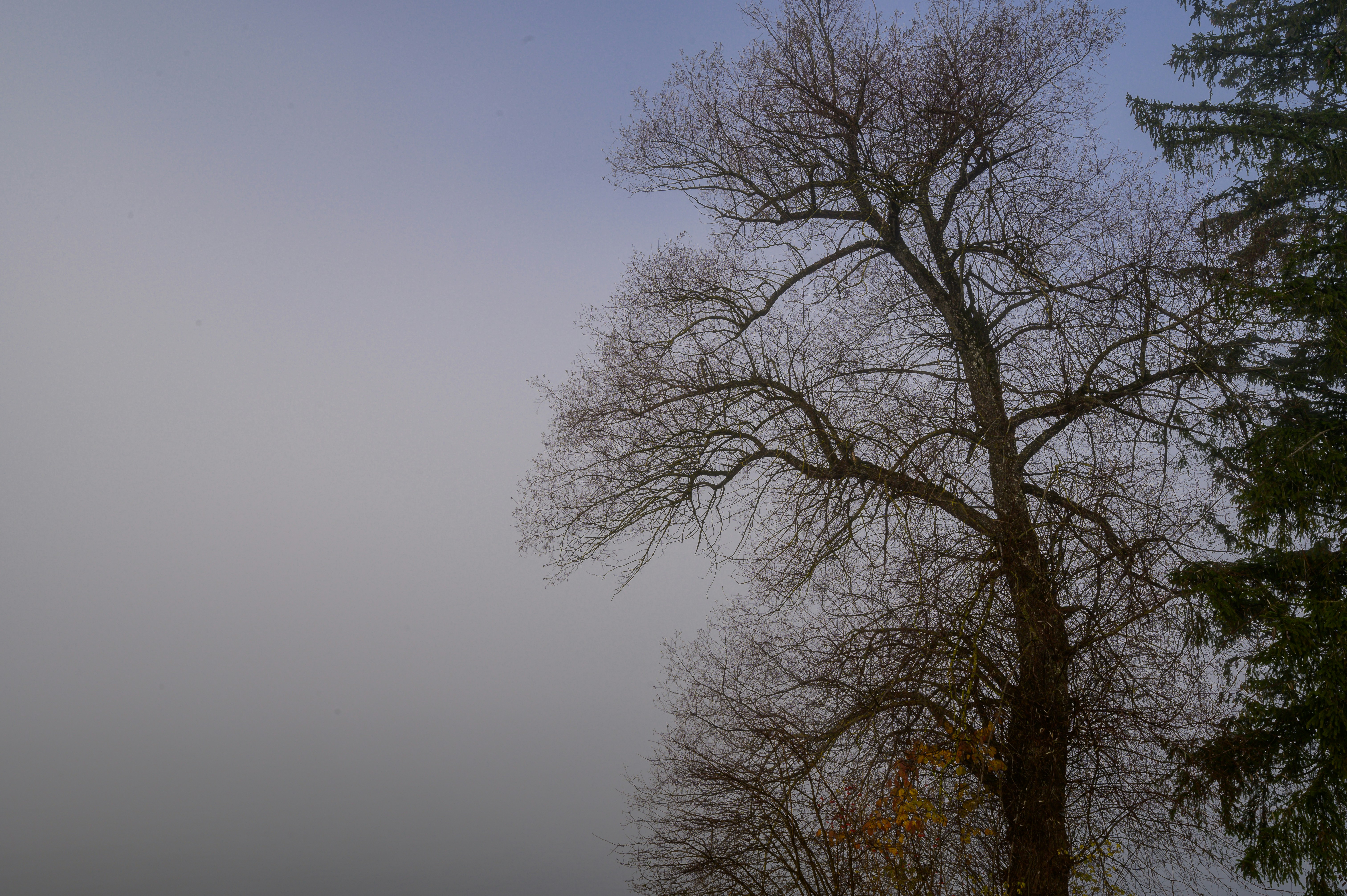 A group of trees in a snowy area photo – Free Tree Image on Unsplash