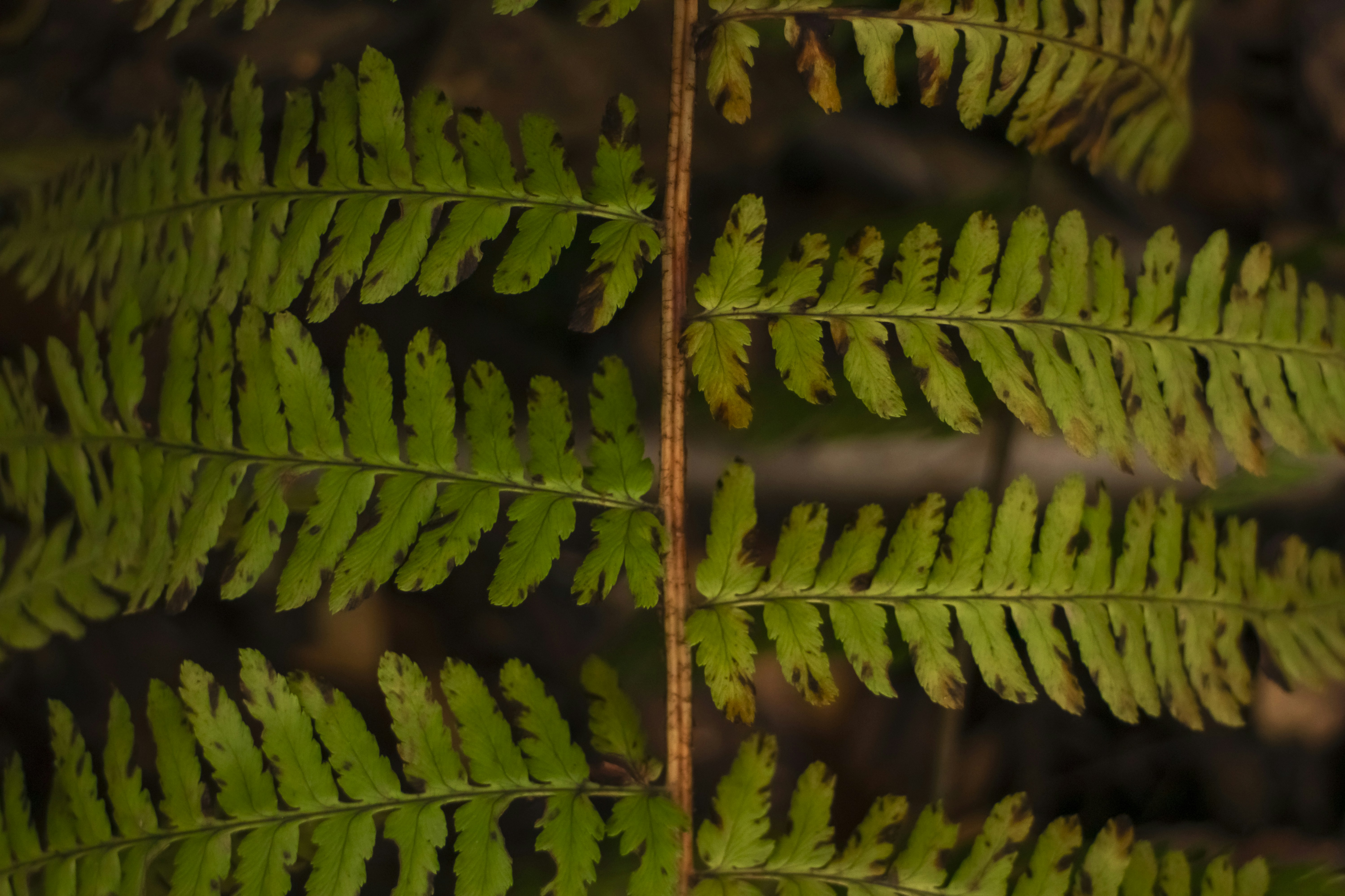 a close-up of some leaves
