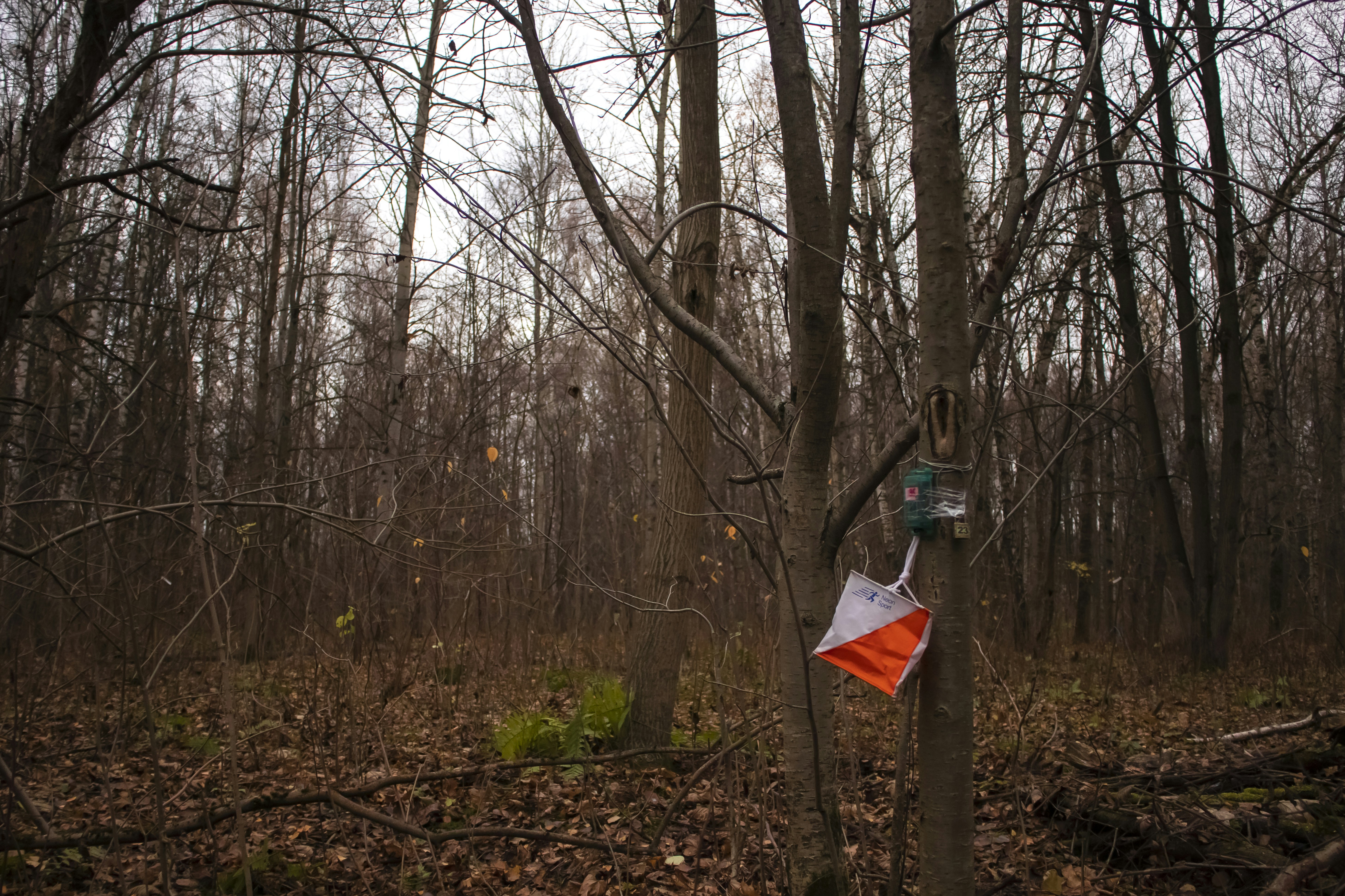Marker in the Quiet Trail: An Orange-and-White Flag on a Bare Tree