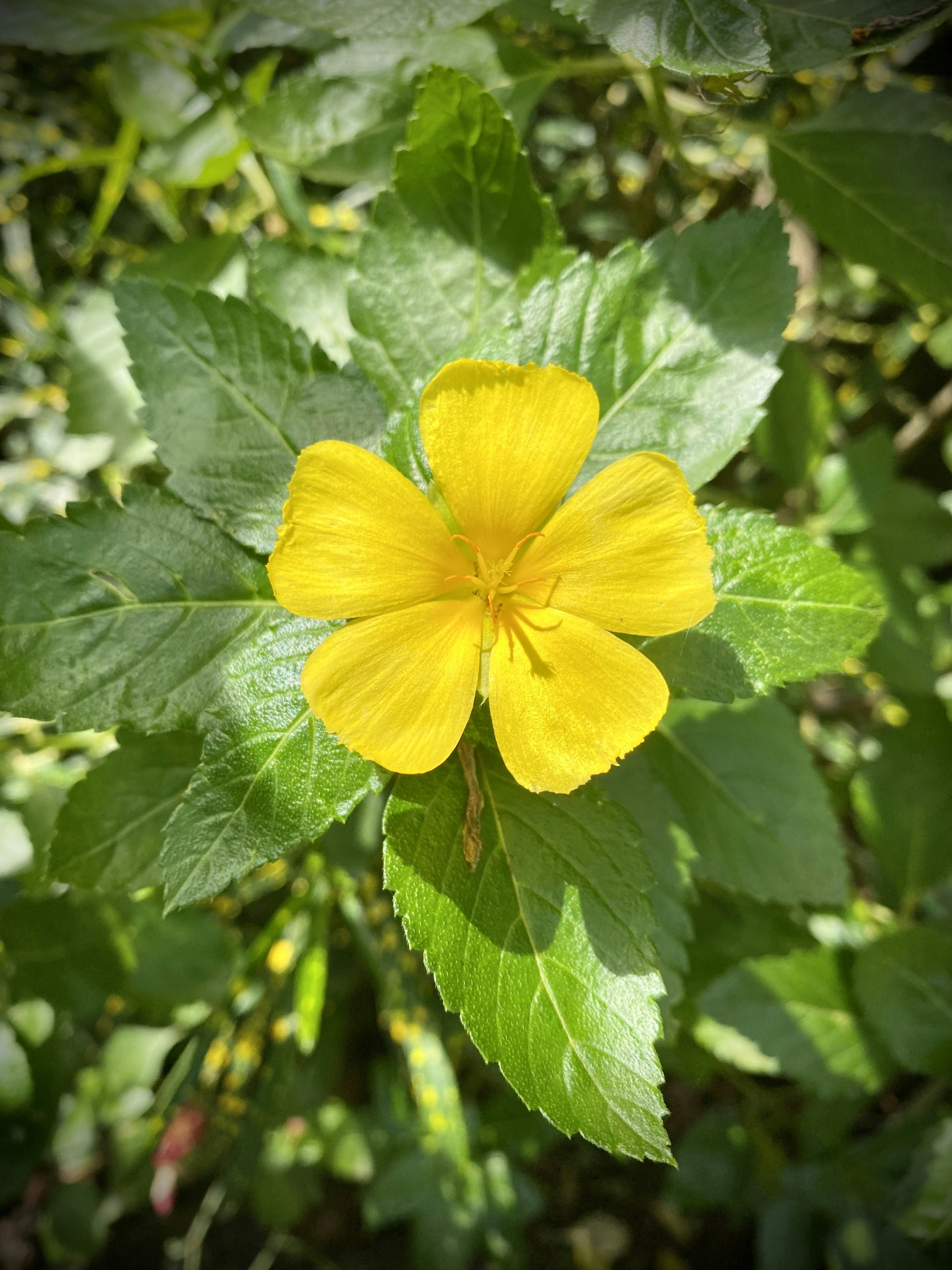 A yellow flower on a bush photo – Free Kaippattoor Image on Unsplash