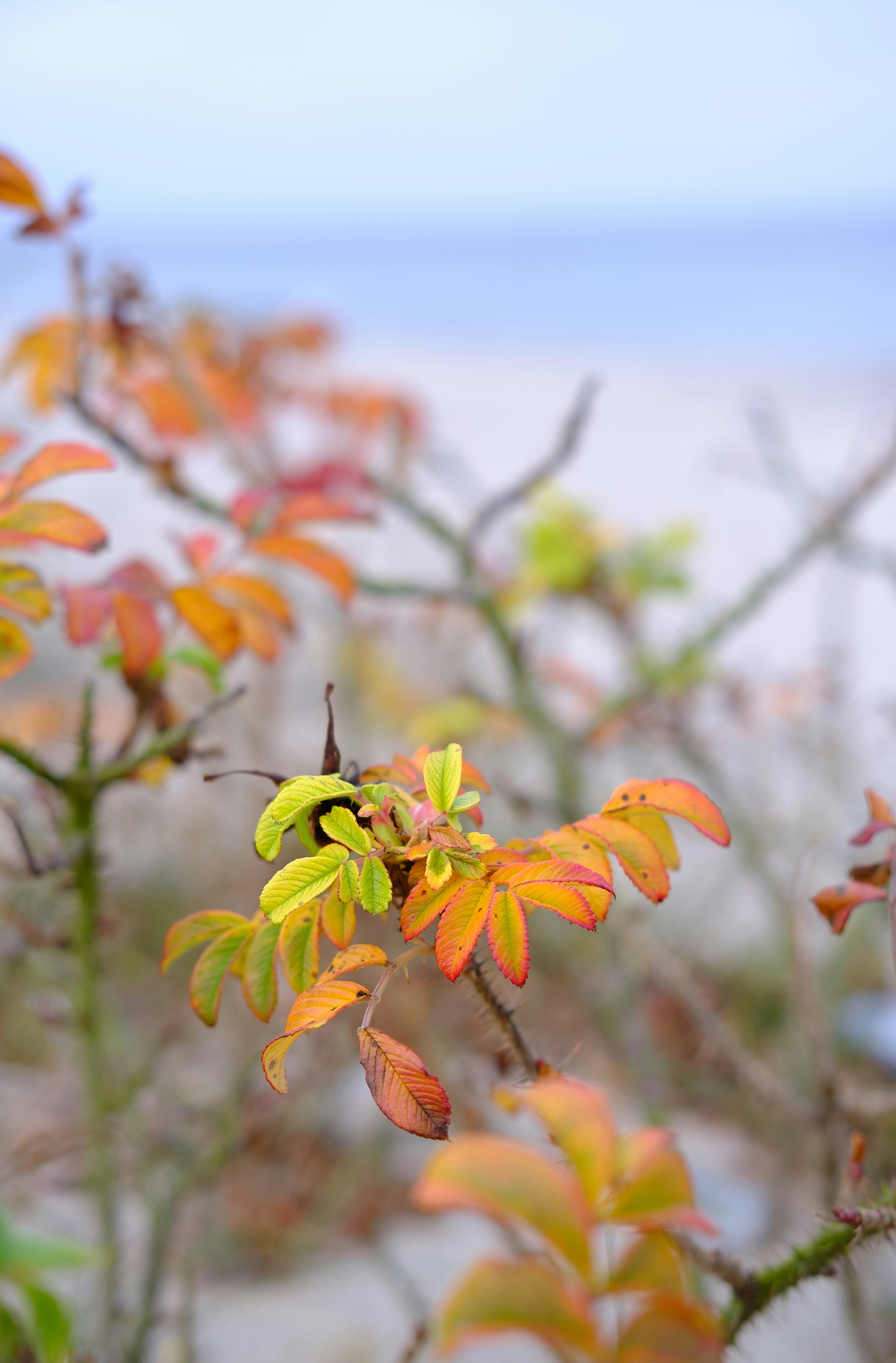 Autumnal Leaves Framing a Seaside Blur