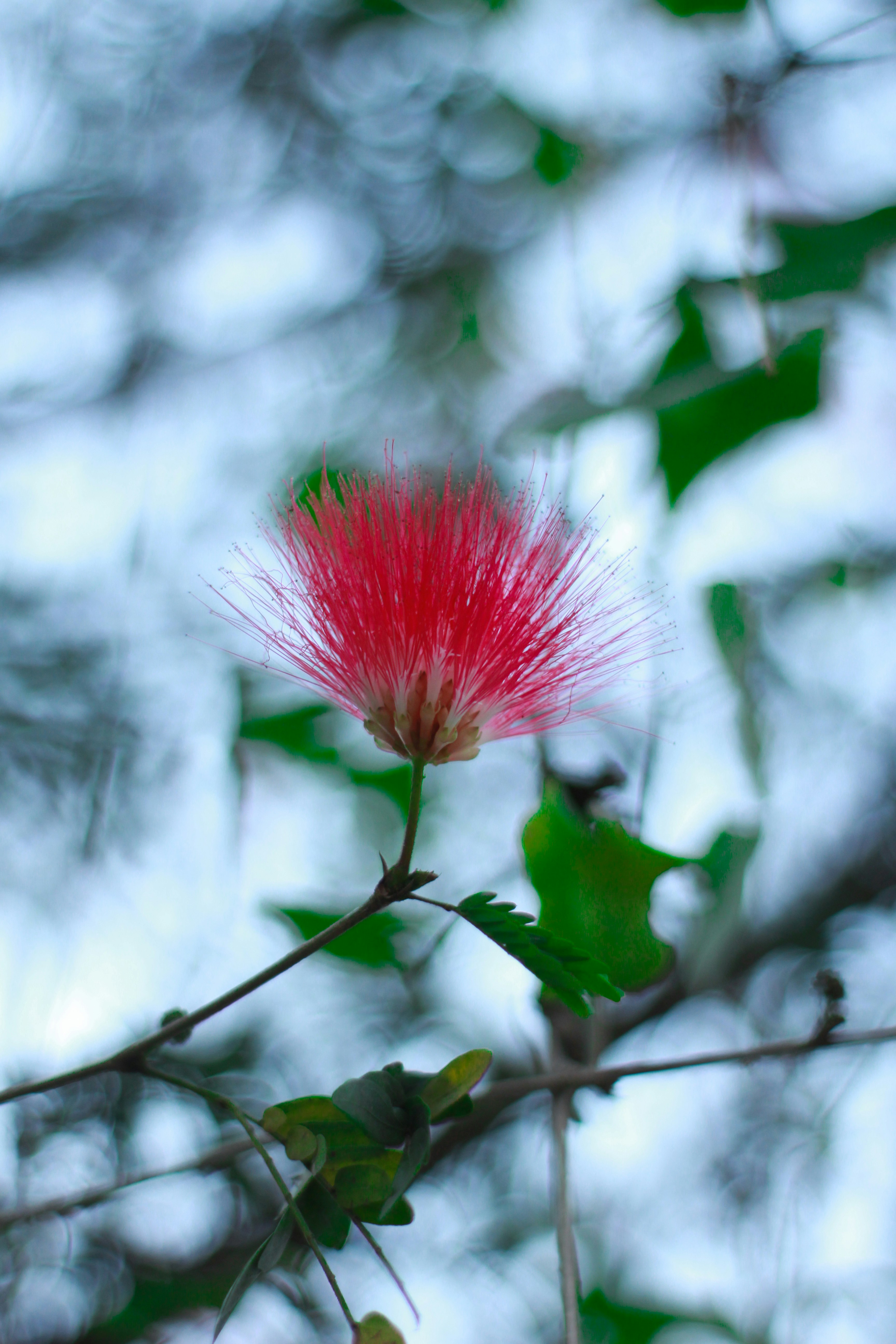 Vibrant pink flower with fine, feathery petals stands out against a blurred background of greenery and soft light.