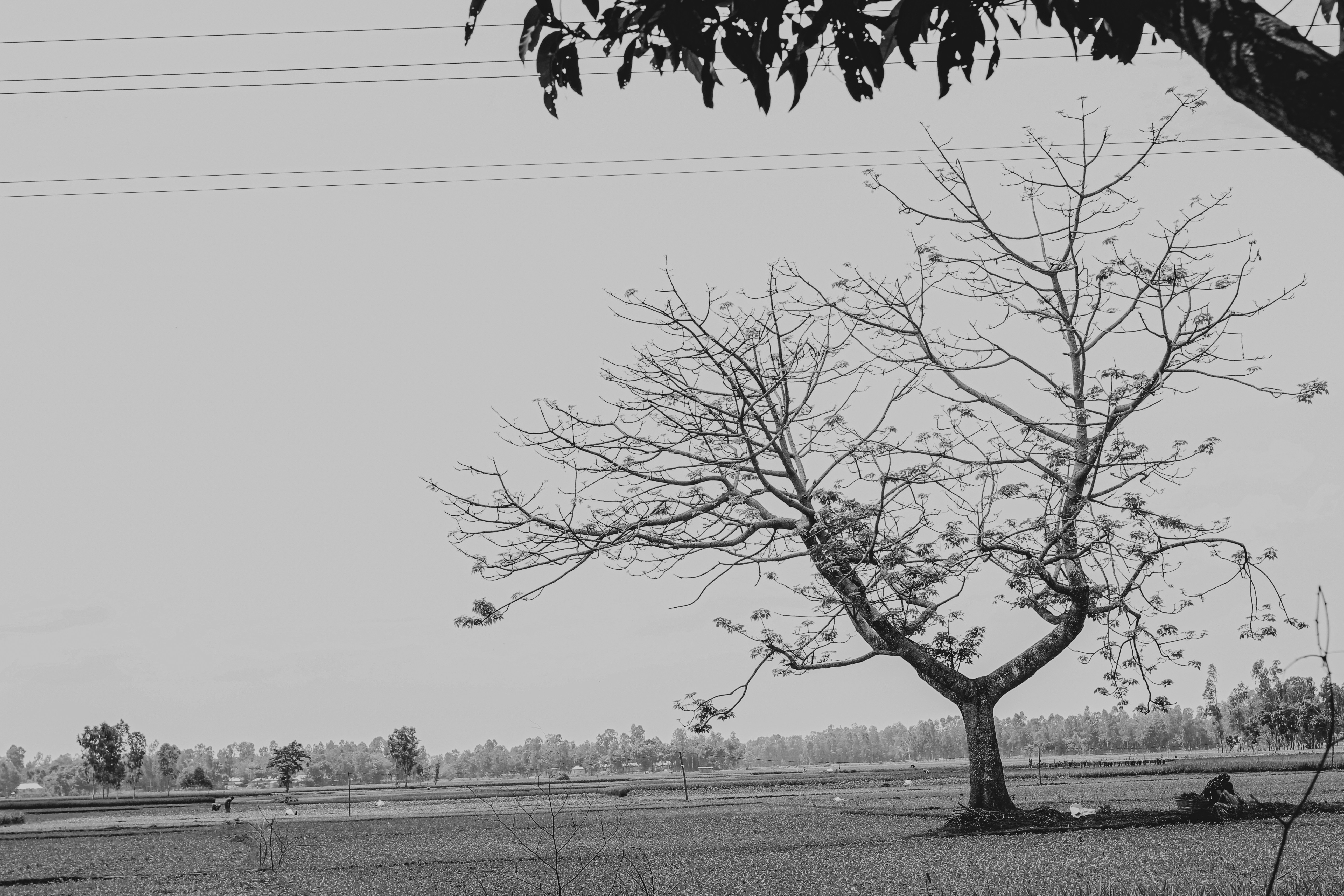 Whispers of Solitude in a Leafless Landscape