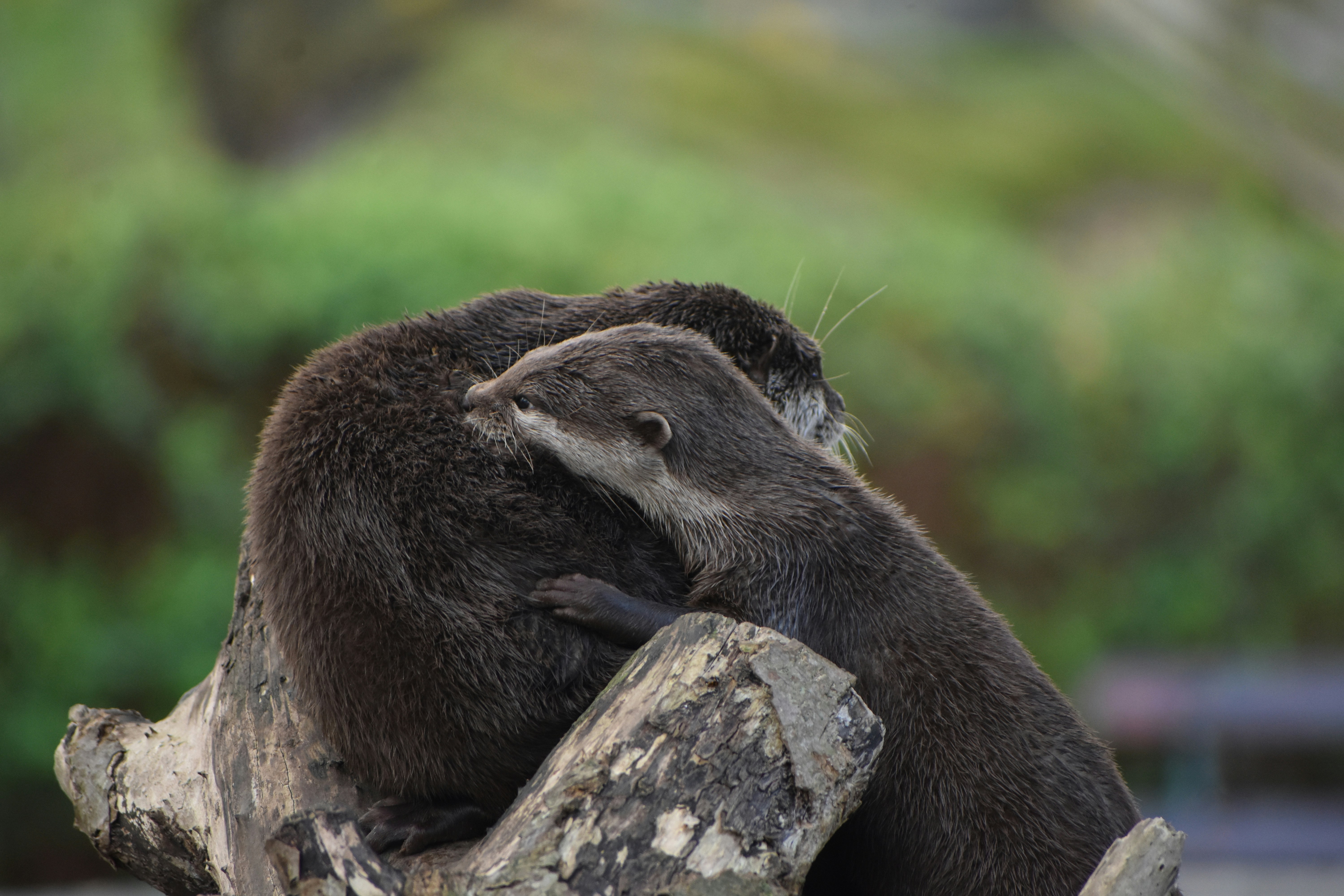 An otter on a log photo – Free Blackpool zoo Image on Unsplash
