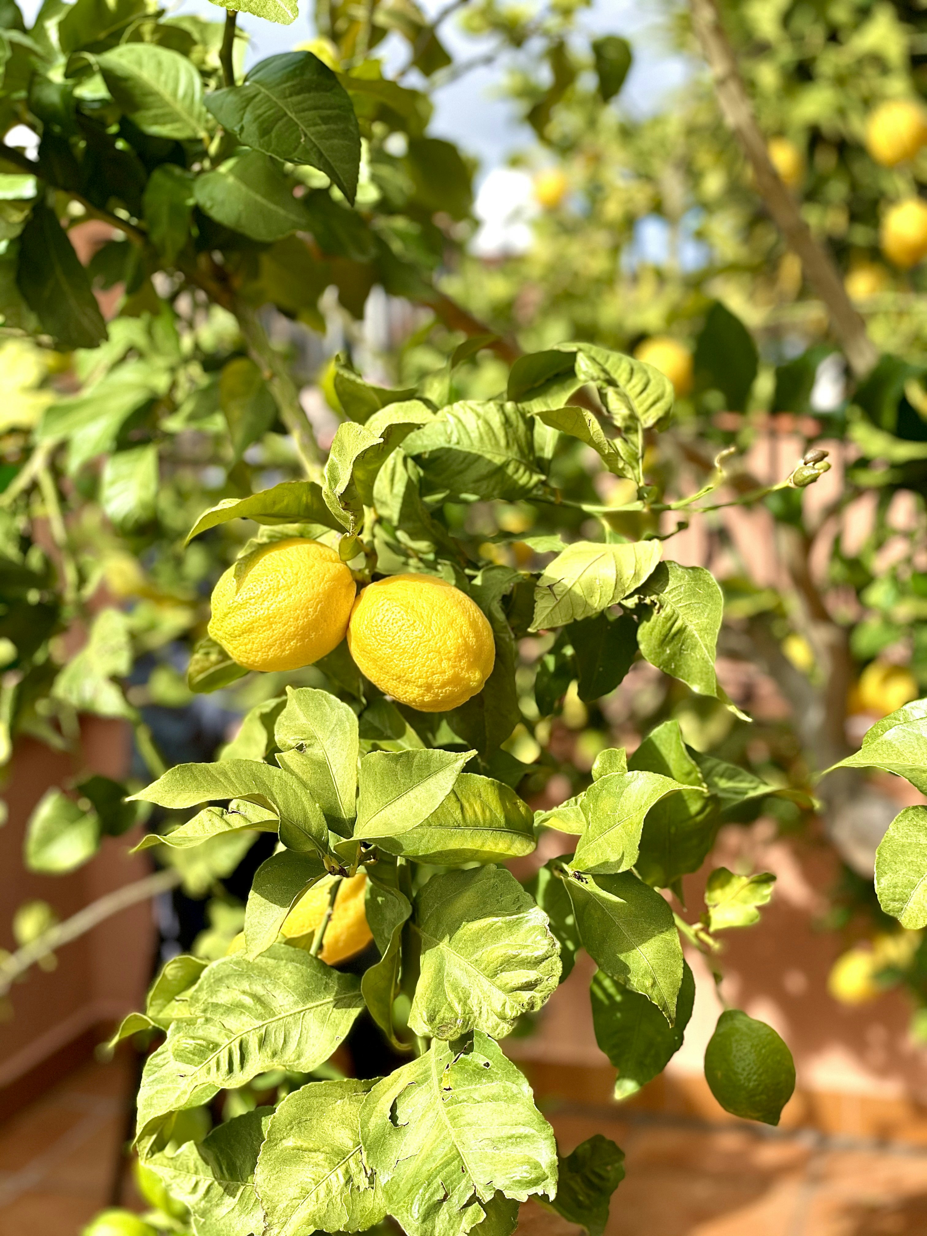 Un arbre avec des fruits qui poussent dessus photo – Photo Agrumes ...