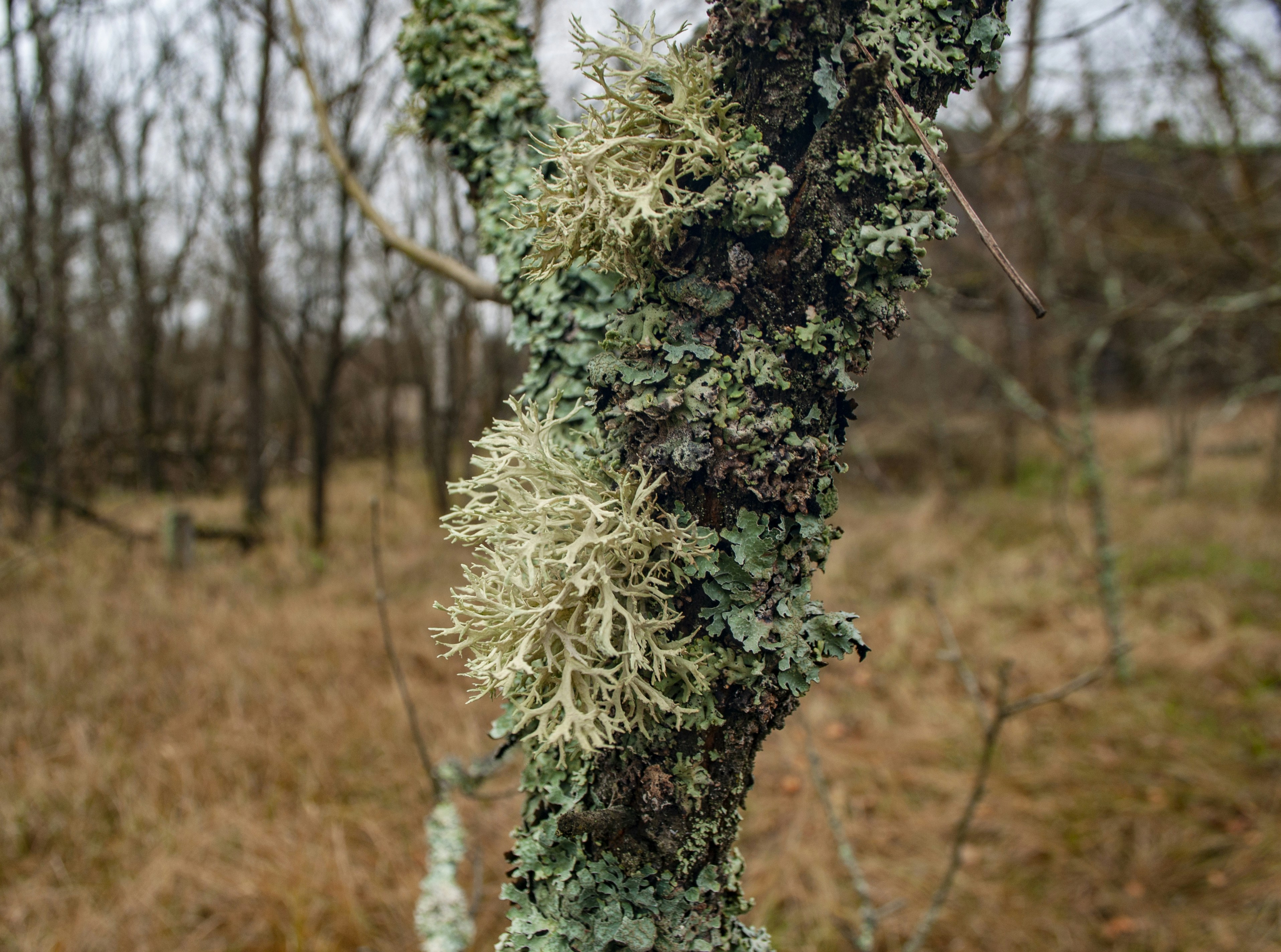 A close-up of a tree photo – Free Chernobyl zone Image on Unsplash