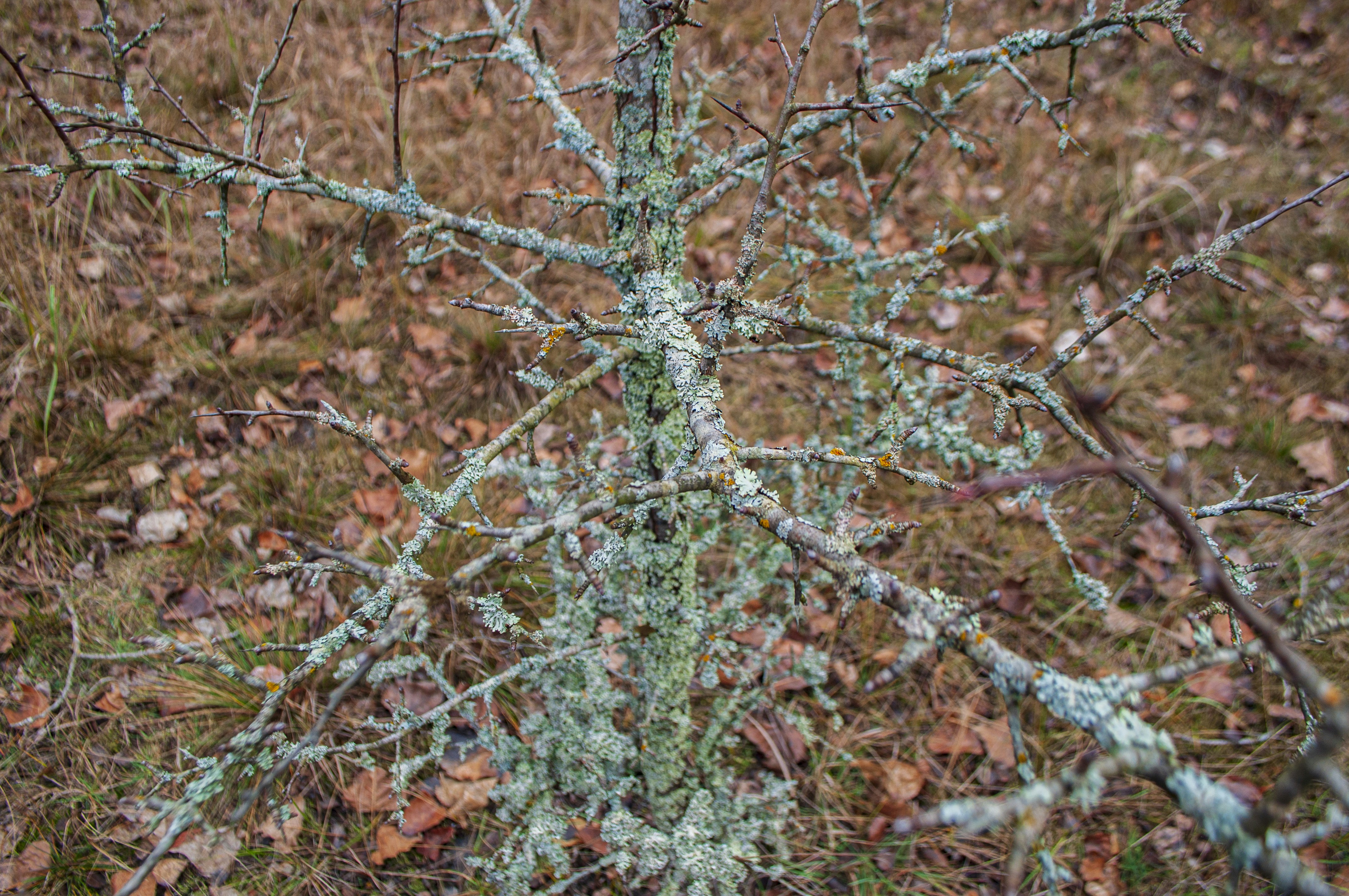 A tree with branches and leaves photo – Free Chernobyl zone Image on ...