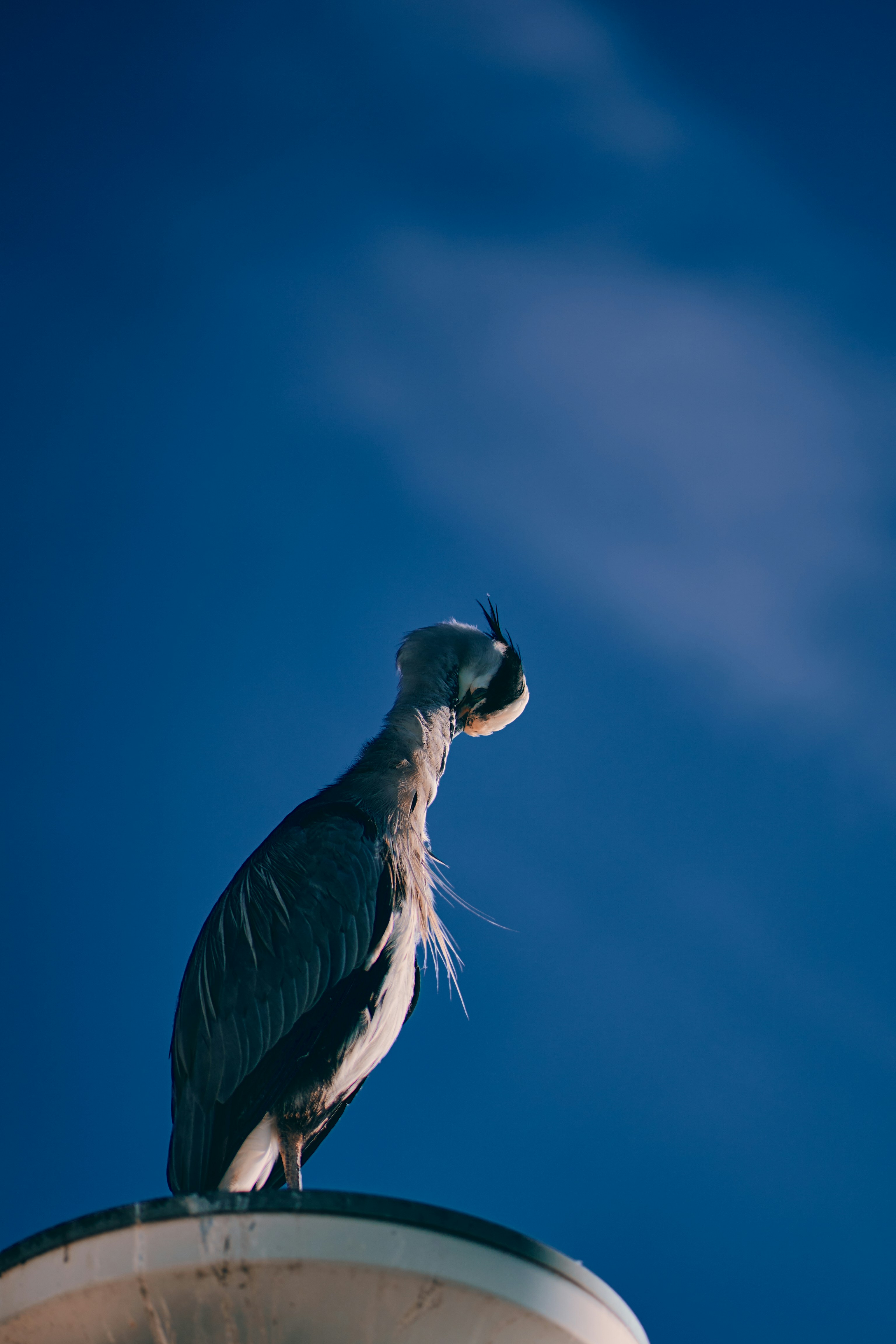 Azure Rooftop Sentinel: Heron Against an Expansive Sky