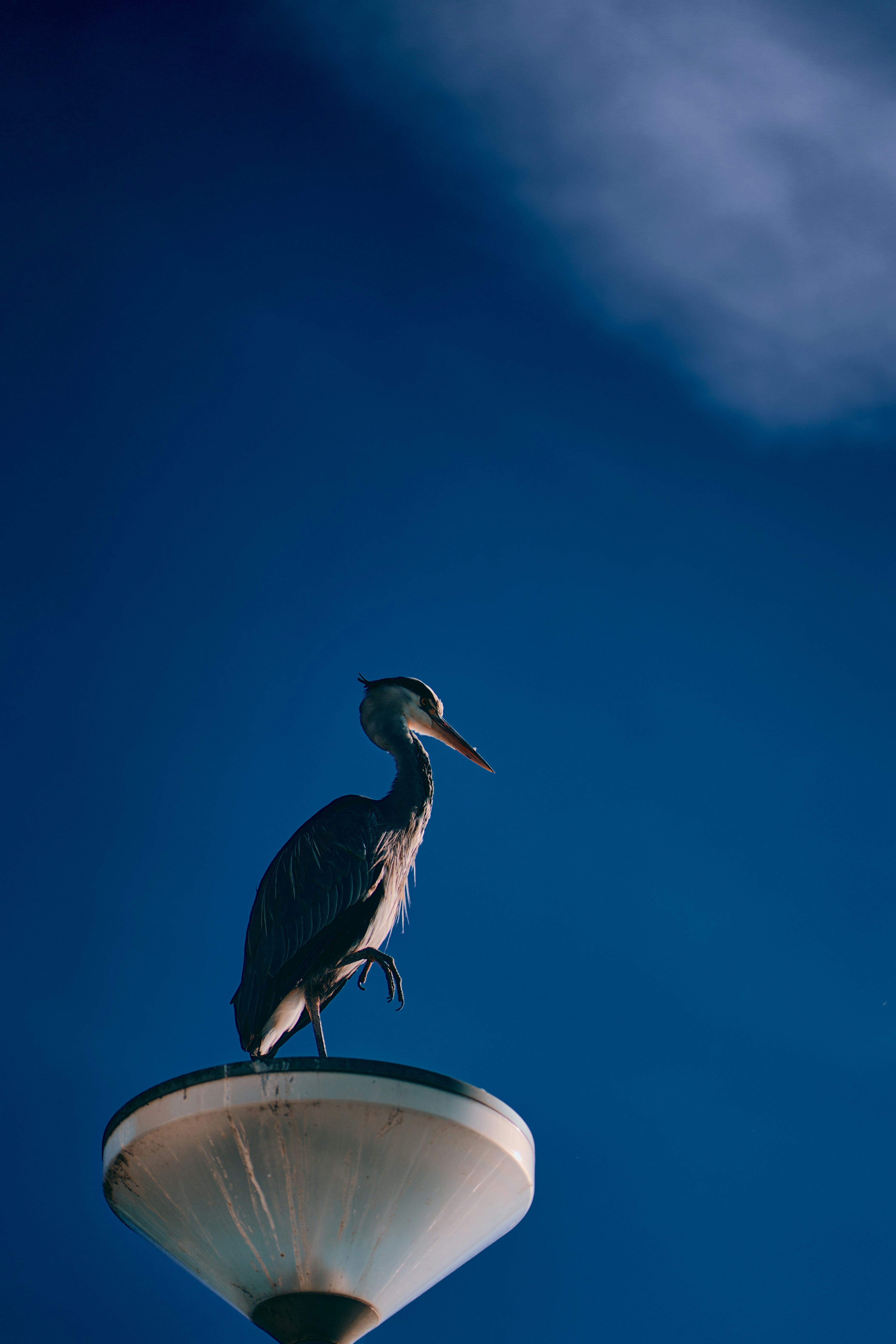 Photo by Denis Panfilov with Sony Alpha 7 IV