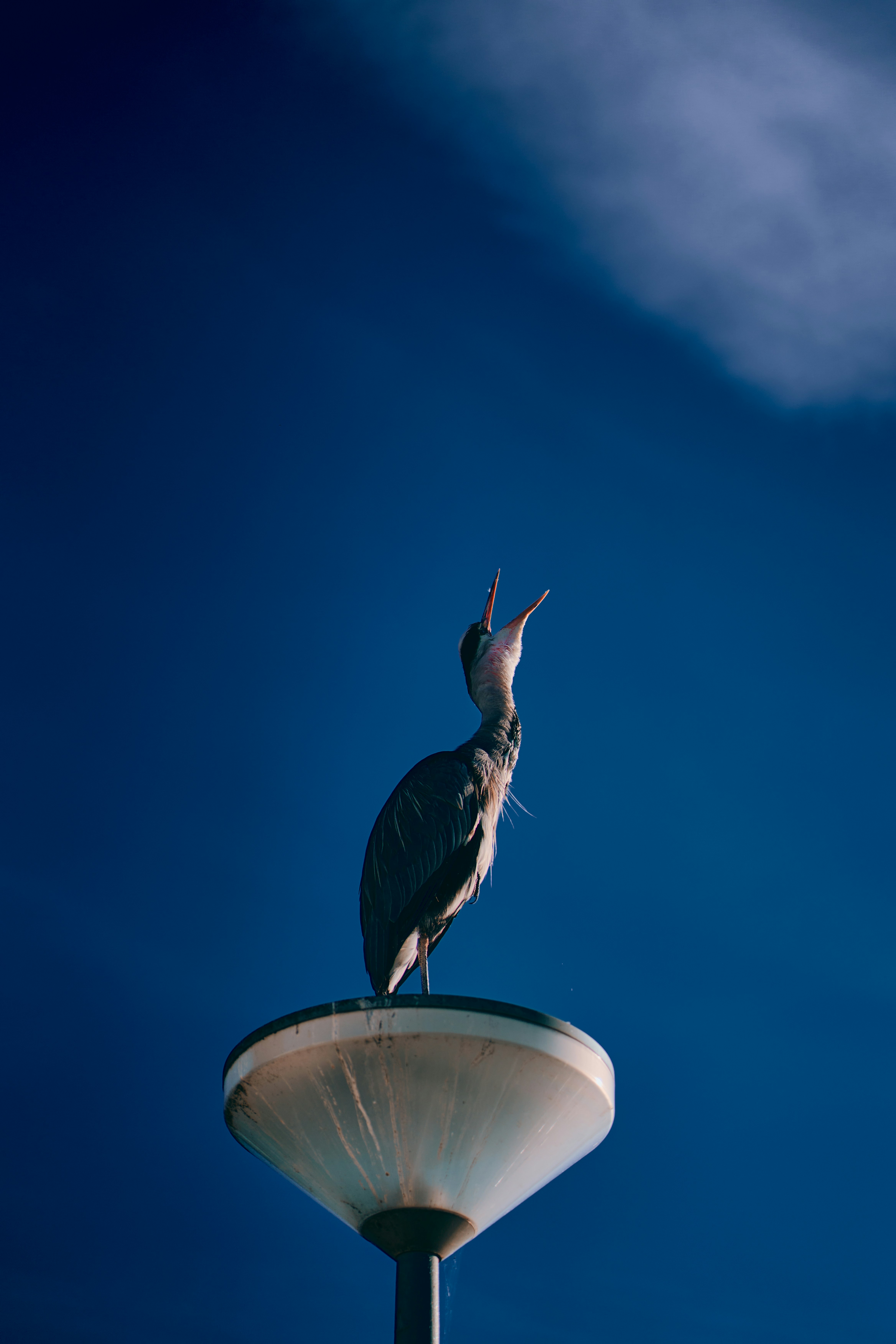 Heron on a Lamp: A solitary silhouette against a cobalt sky