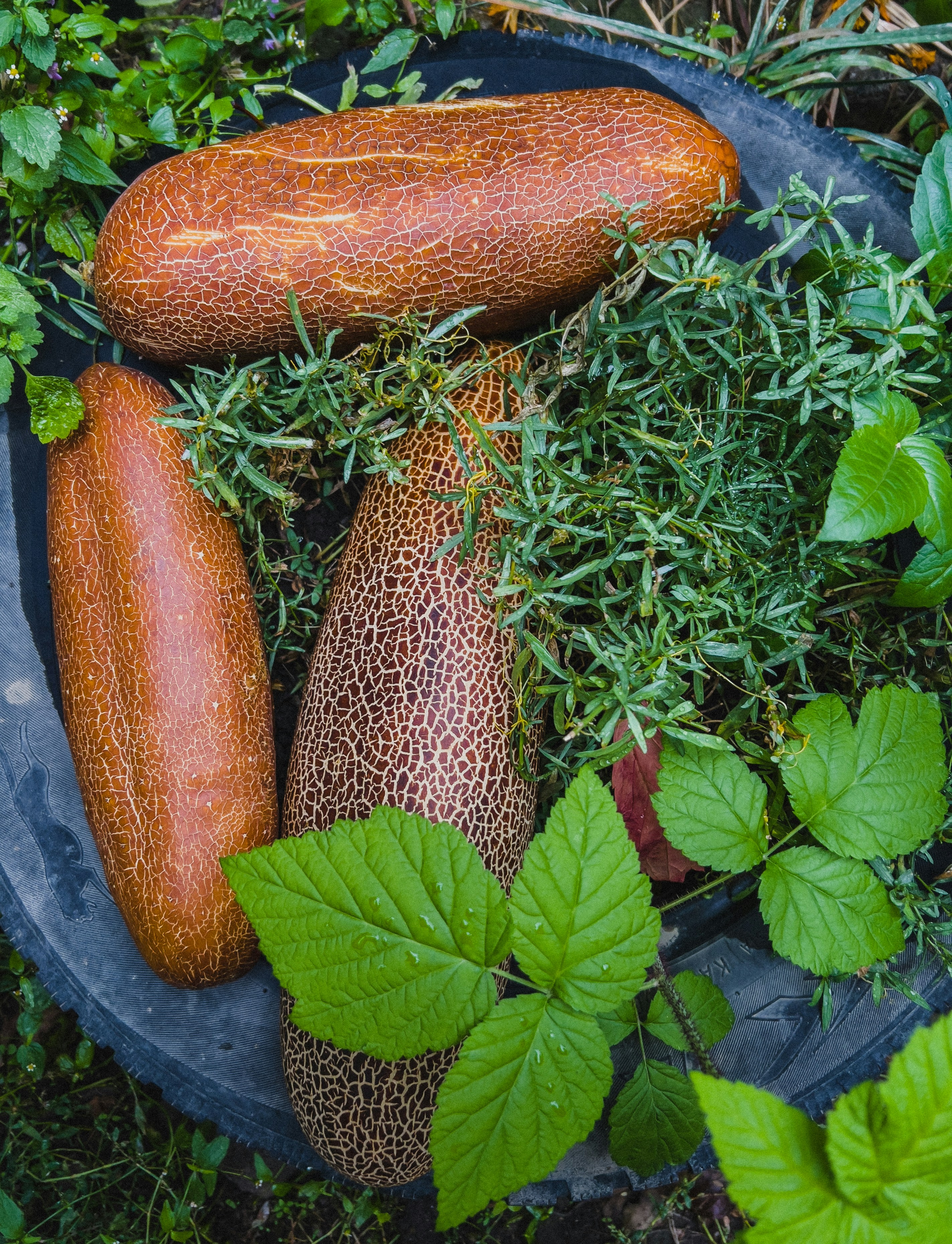 Cracked-Texture Breads Nestled Among Greens