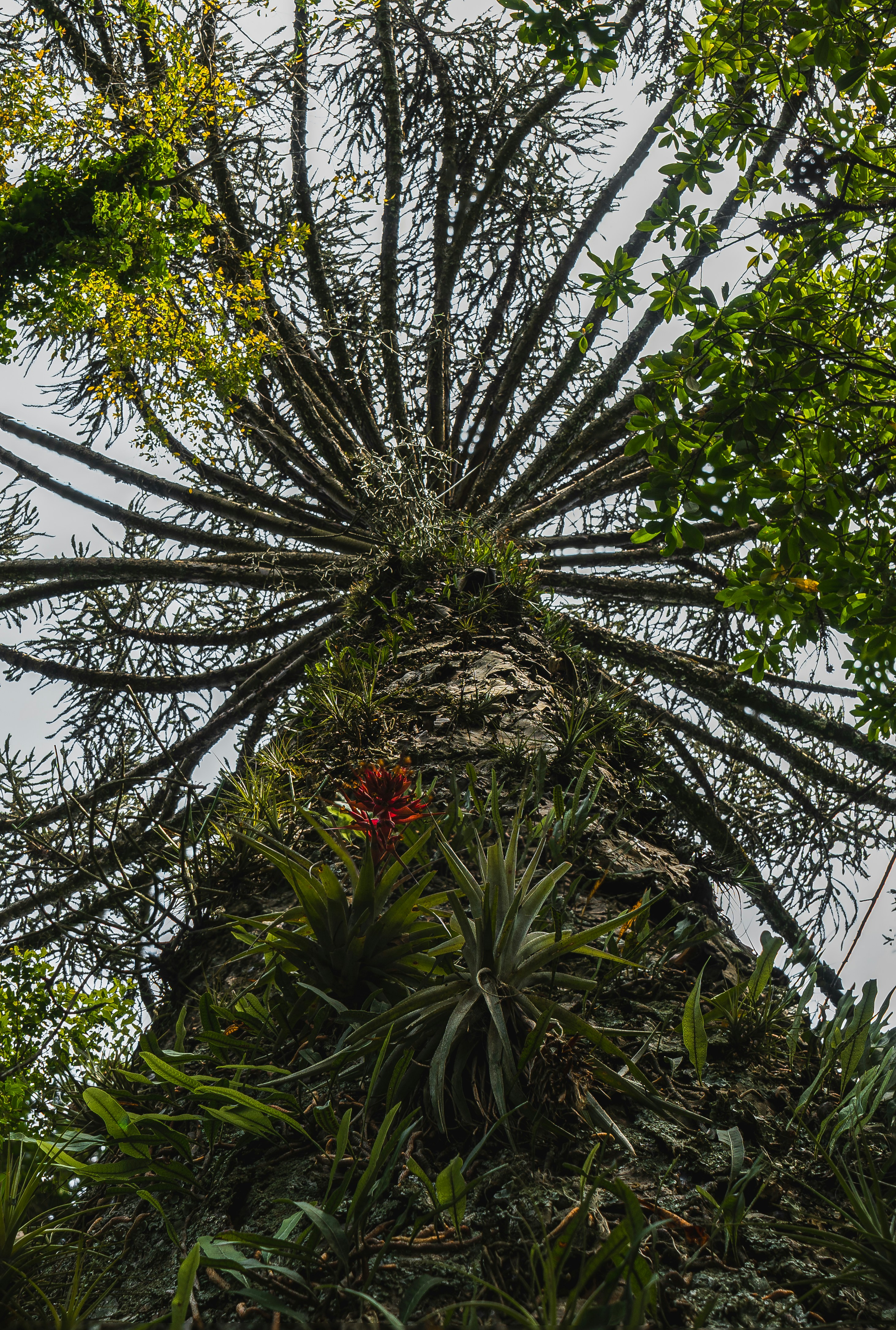 Spokes of the Skyward Crown: An Upward Gaze at a Fern-Adorned Trunk