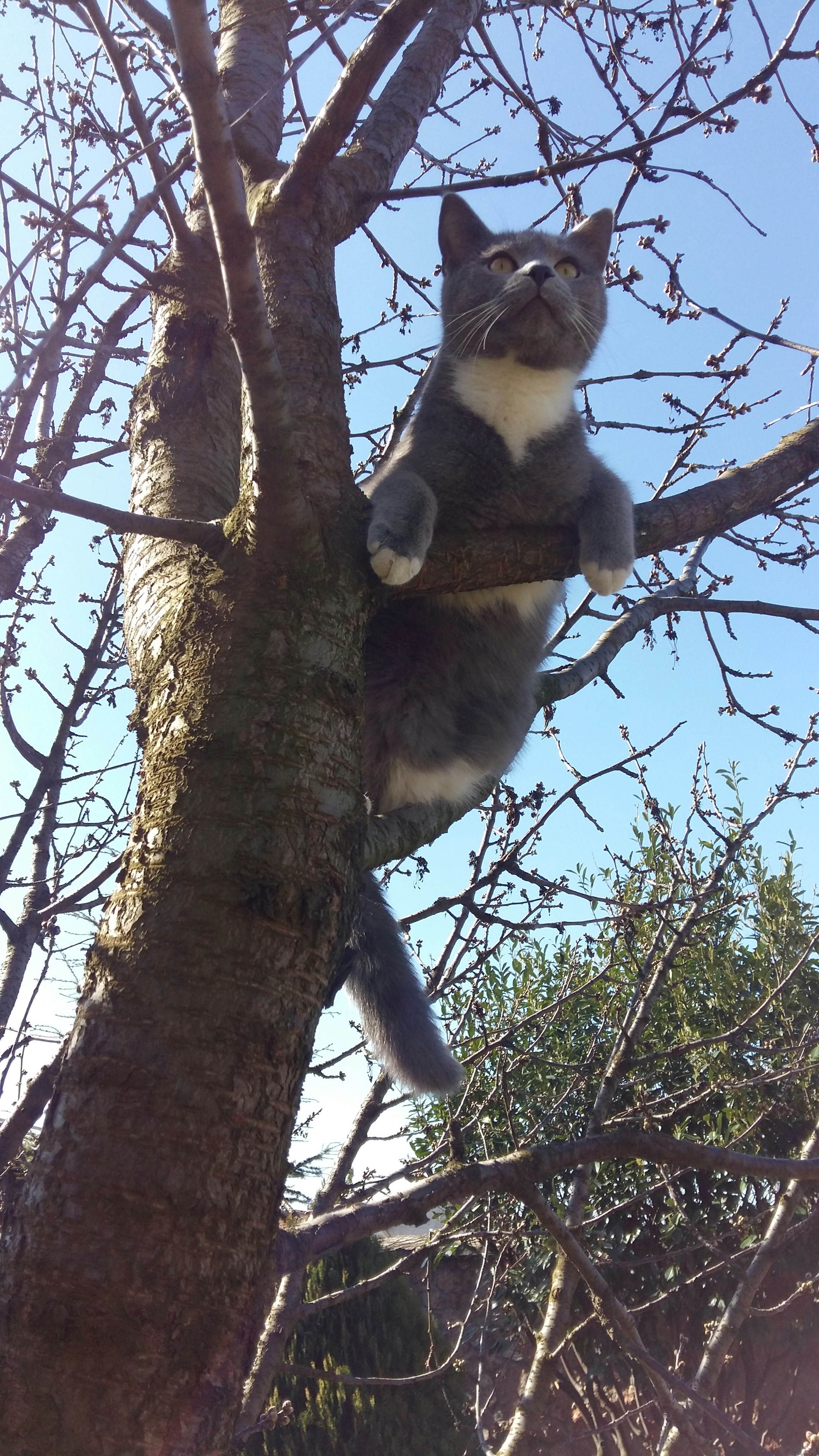 A cat in a tree photo – Free Tree Image on Unsplash