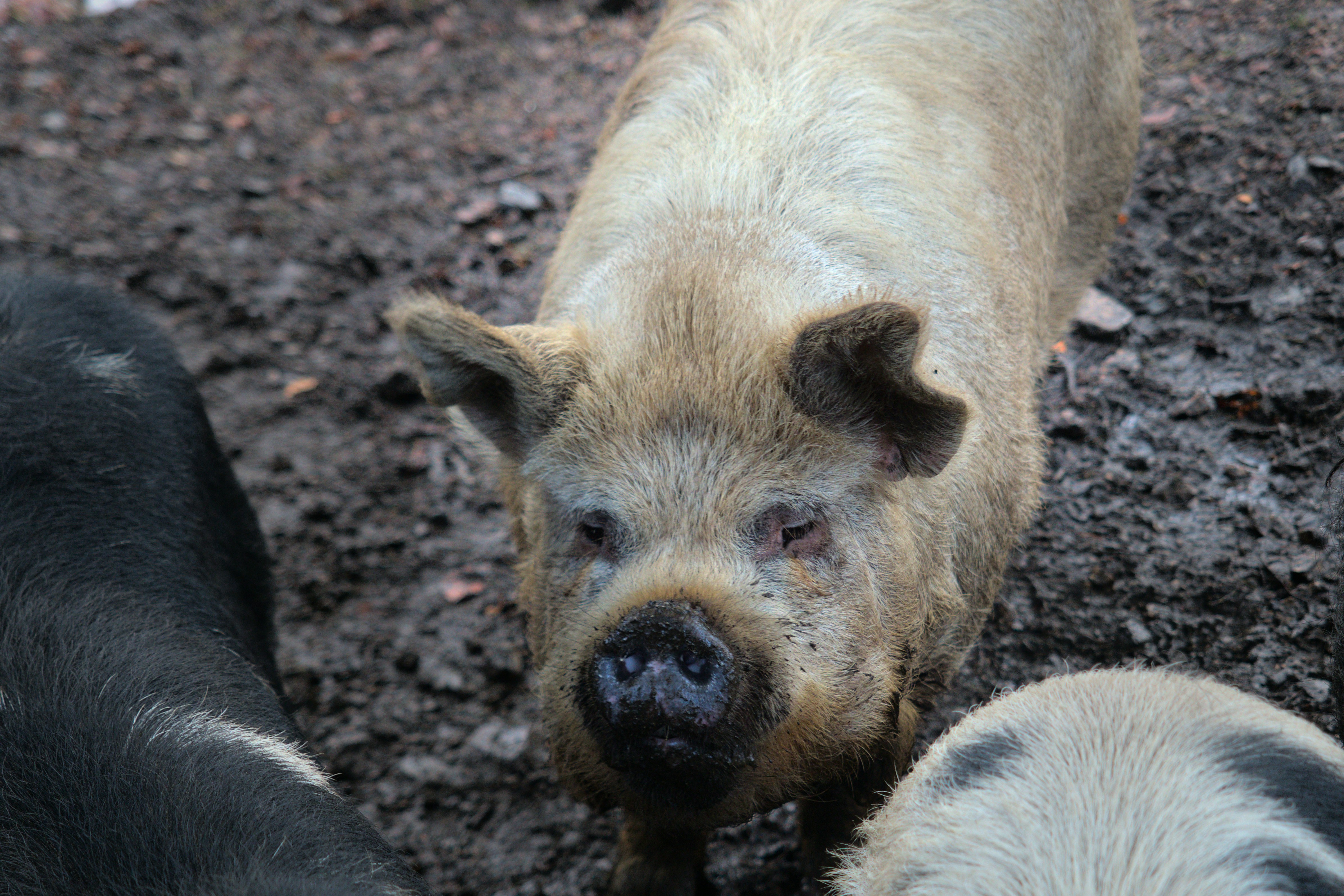Beige Boar Locks Eyes in a Muddy Pen