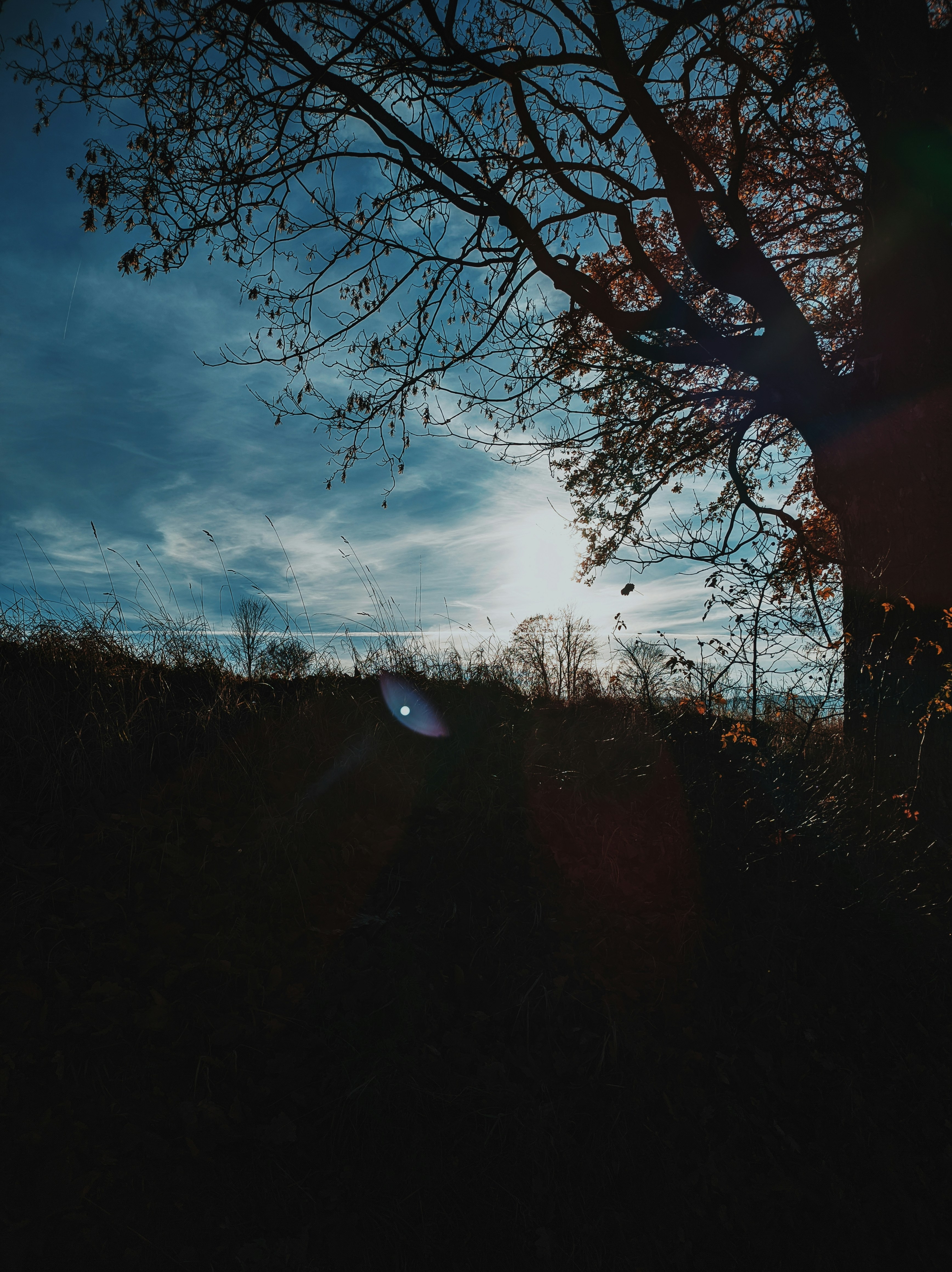 Silhouette of a tree against a vibrant sky at dusk, with soft clouds and a hint of sunlight peeking through. Leaves gently sway in the foreground.