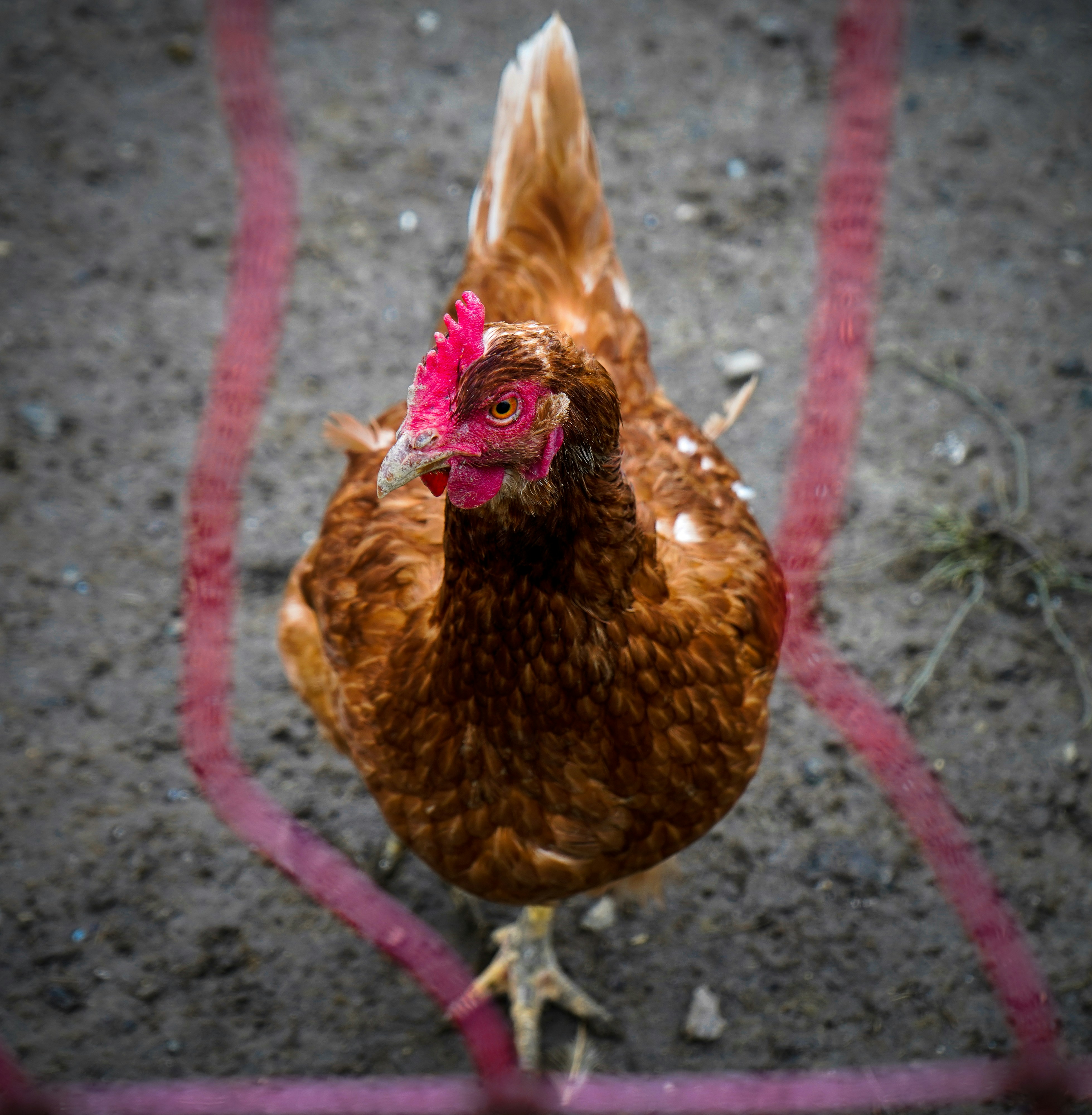 Un poulet debout sur le sol photo – Photo La volaille Gratuite sur Unsplash