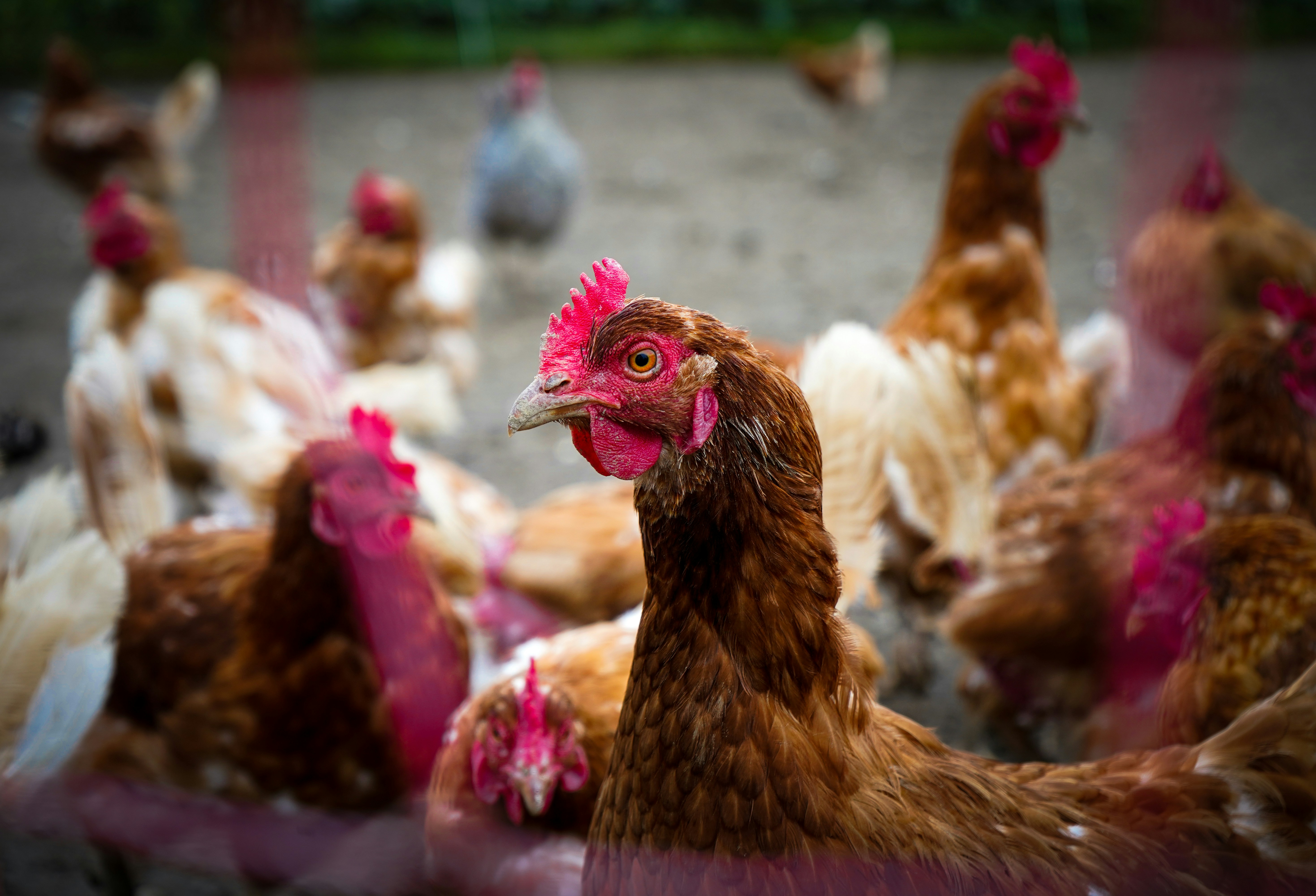 A group of chickens photo – Free Animal Image on Unsplash