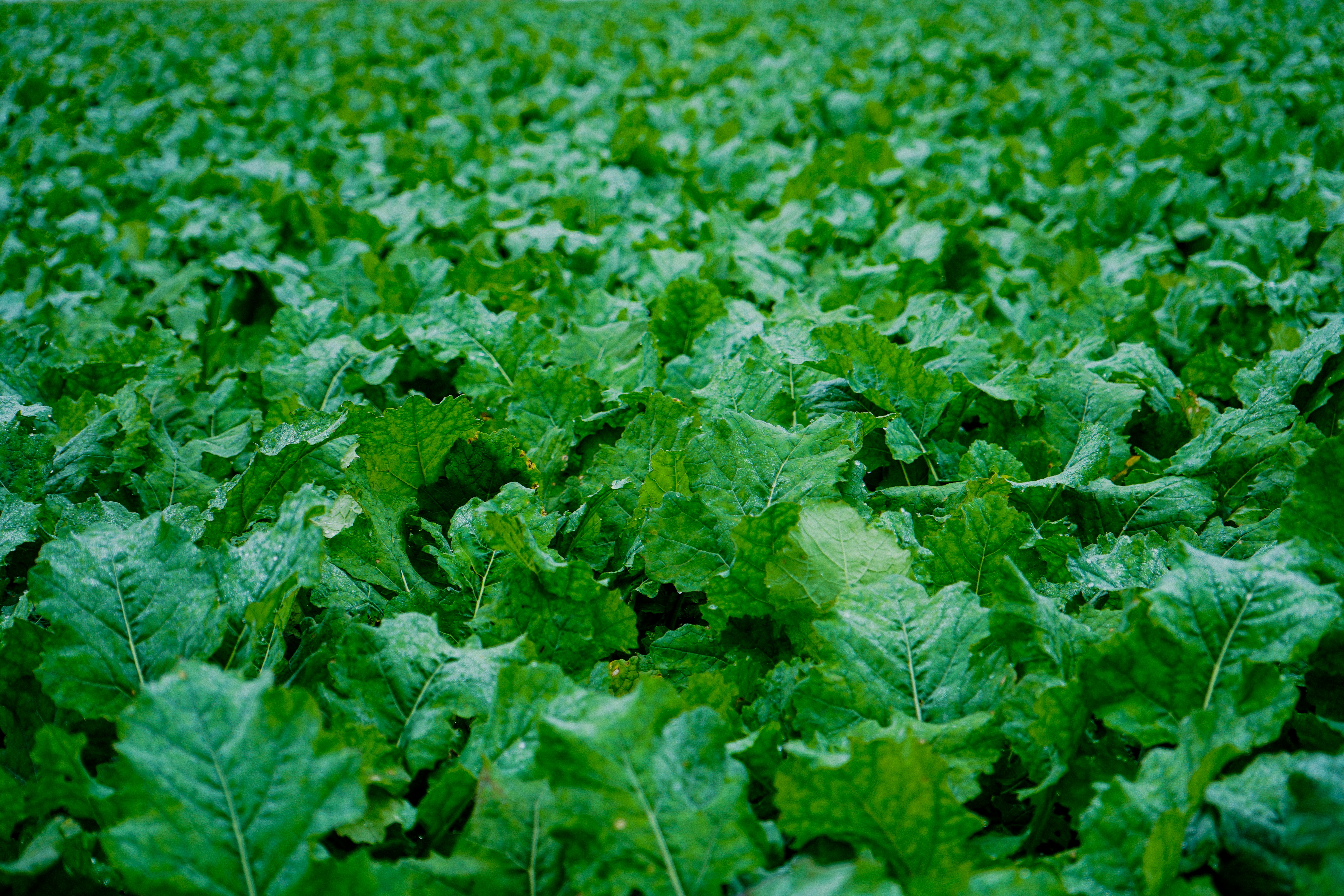 Lush green leaves blanket the ground in a sprawling field, showcasing the vitality of nature's growth.