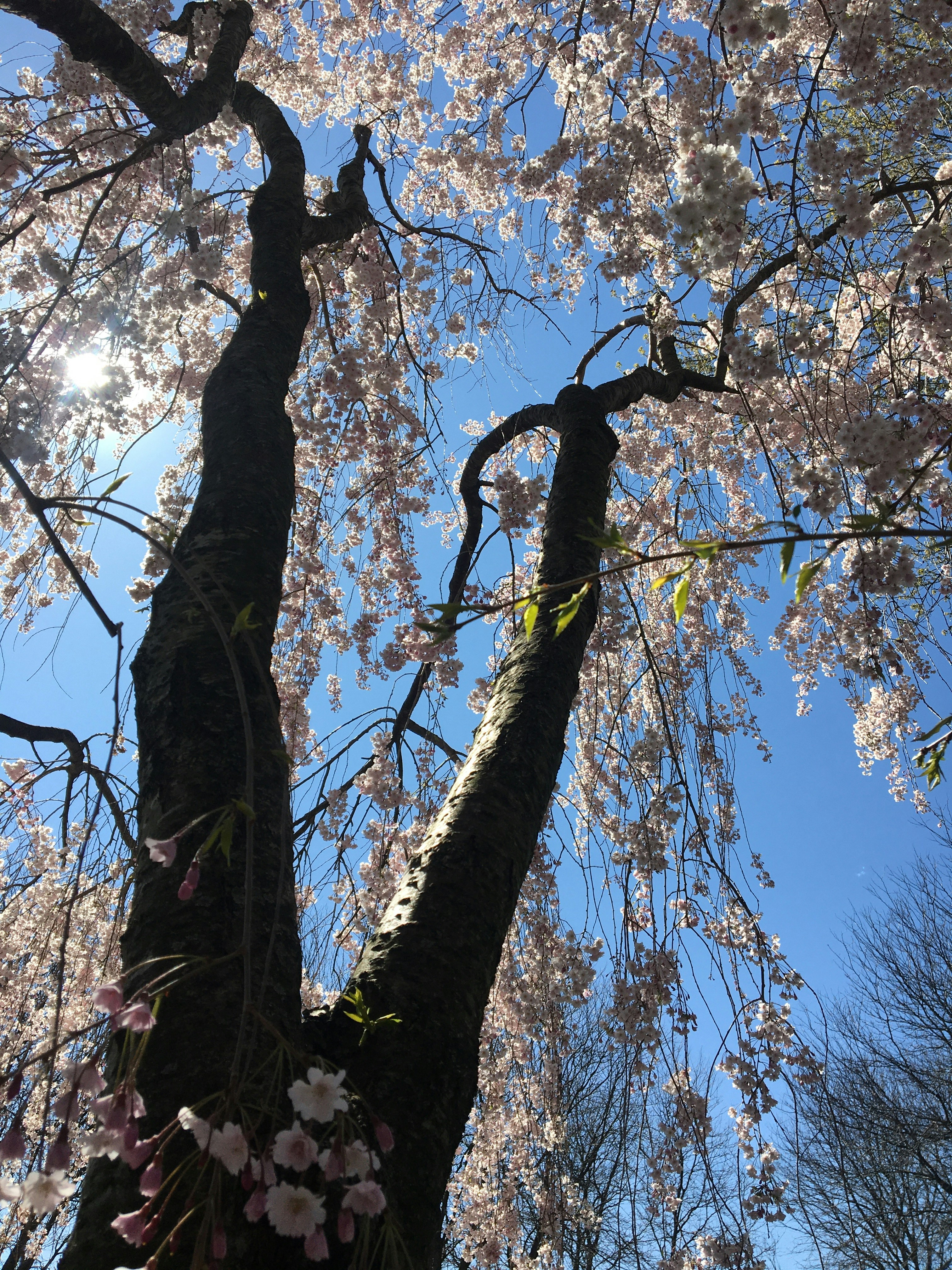 a tree with many branches and flowers
