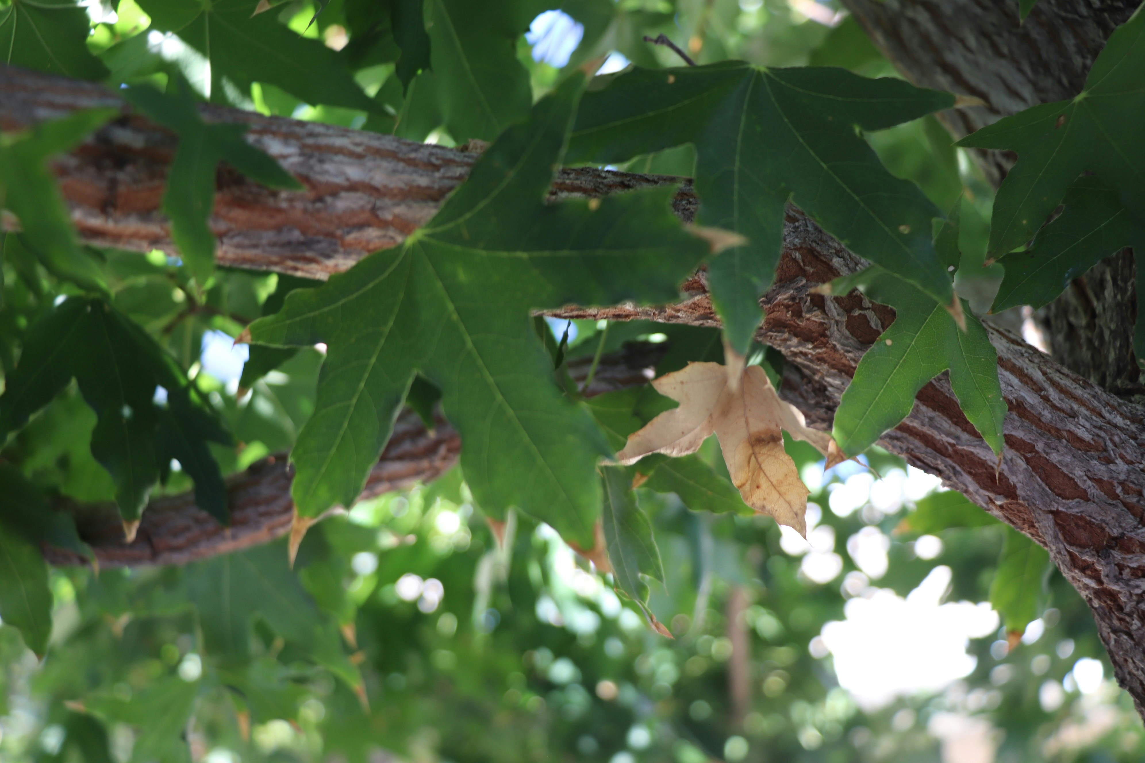 a close up of some leaves