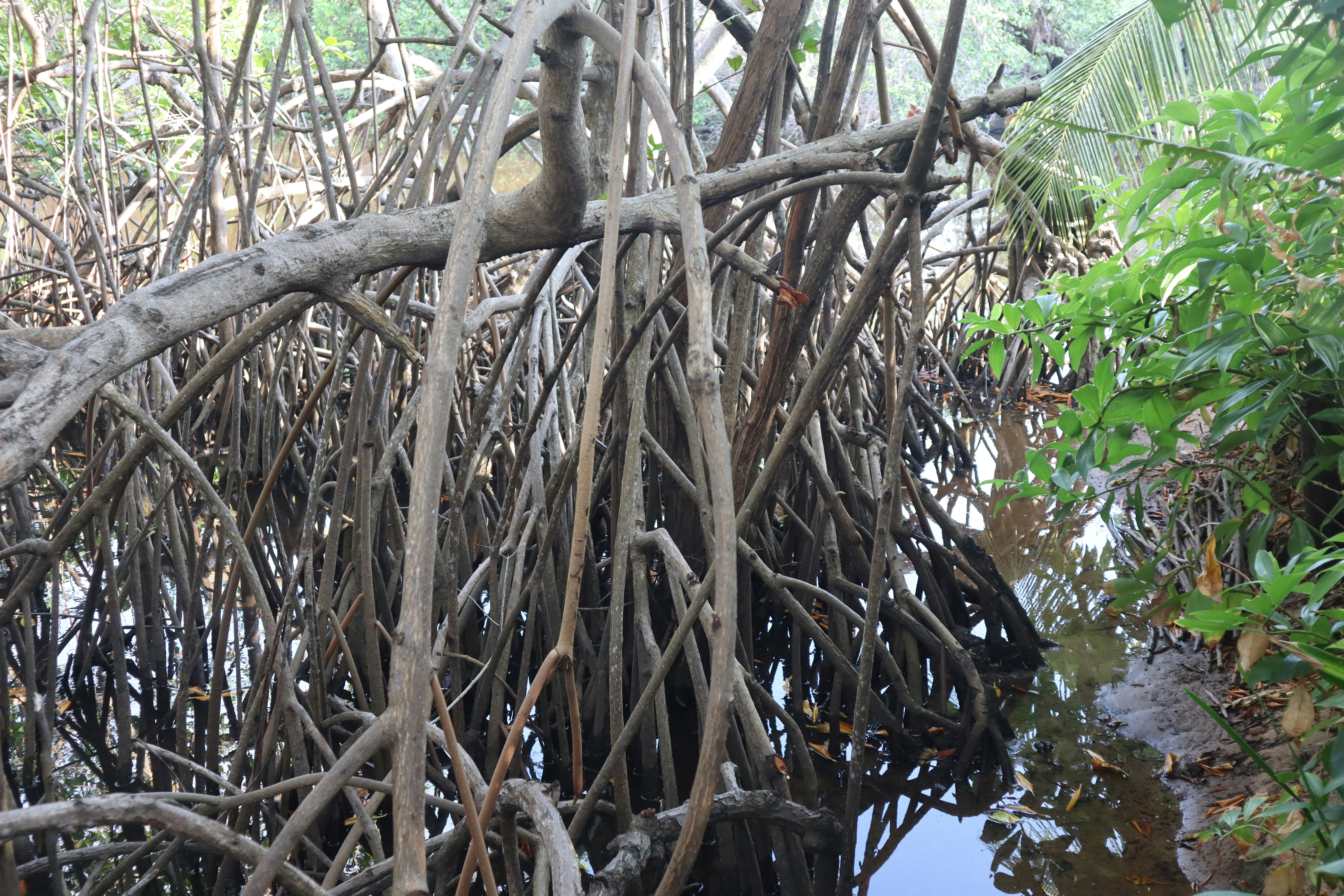 A group of sticks with branches photo – Free Brasil Image on Unsplash