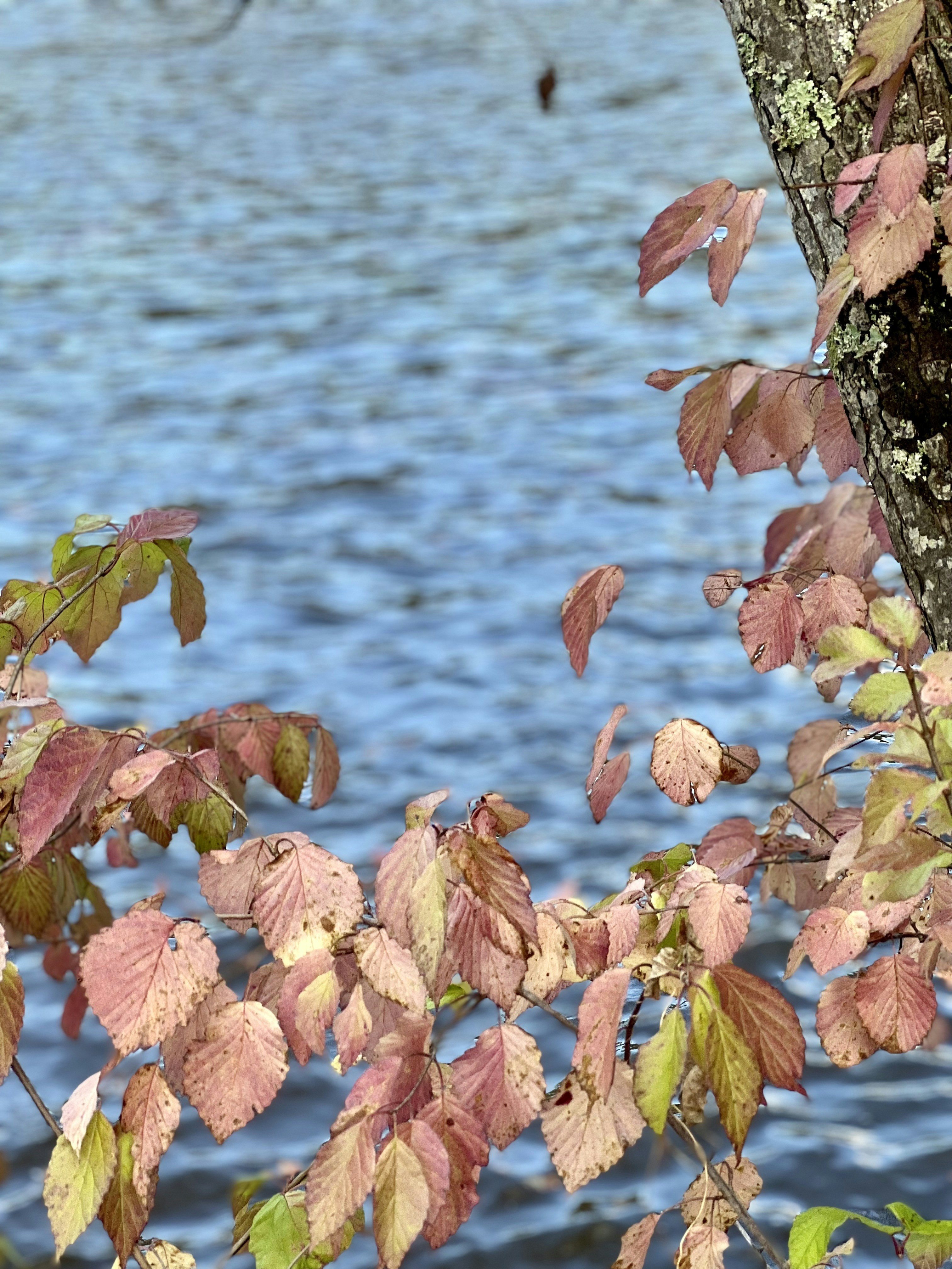 Autumn's Pink-Green Veil Framing a Quiet Lakeside