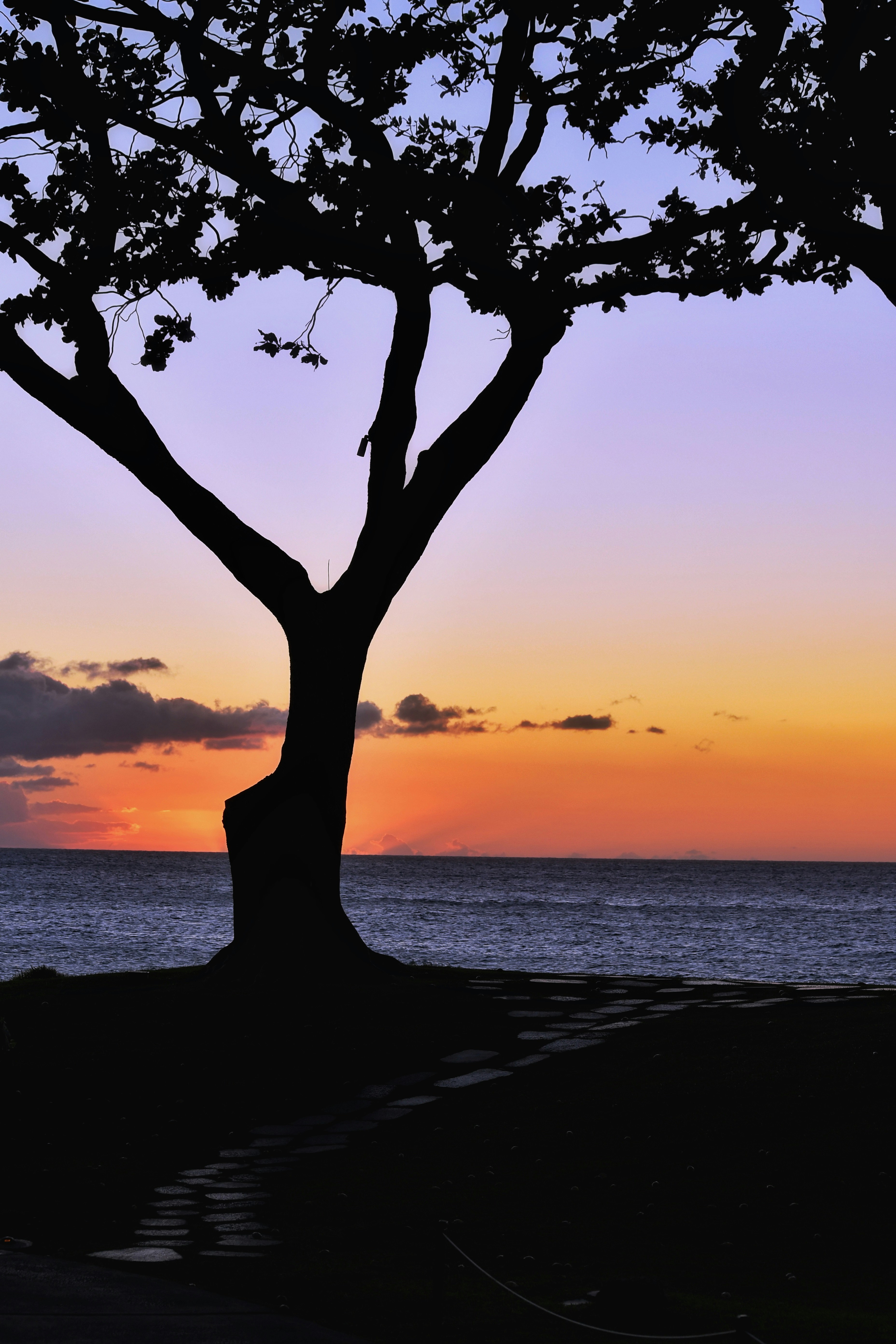 A tree on a beach photo – Free Wailea alanui drive Image on Unsplash