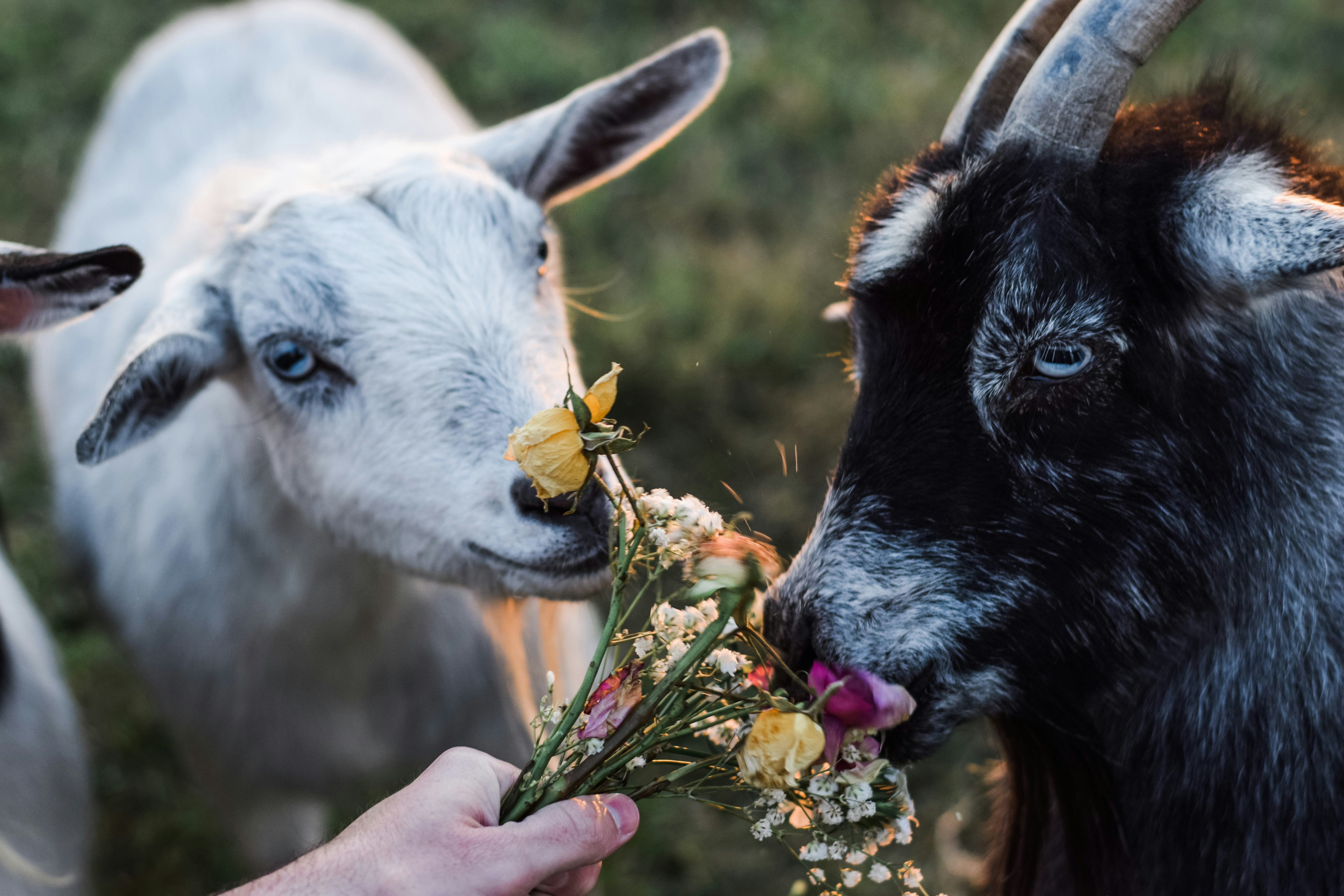Pasture Bouquet: Curious Goats Accept a Handful of Wildflowers in Golden Hour Light