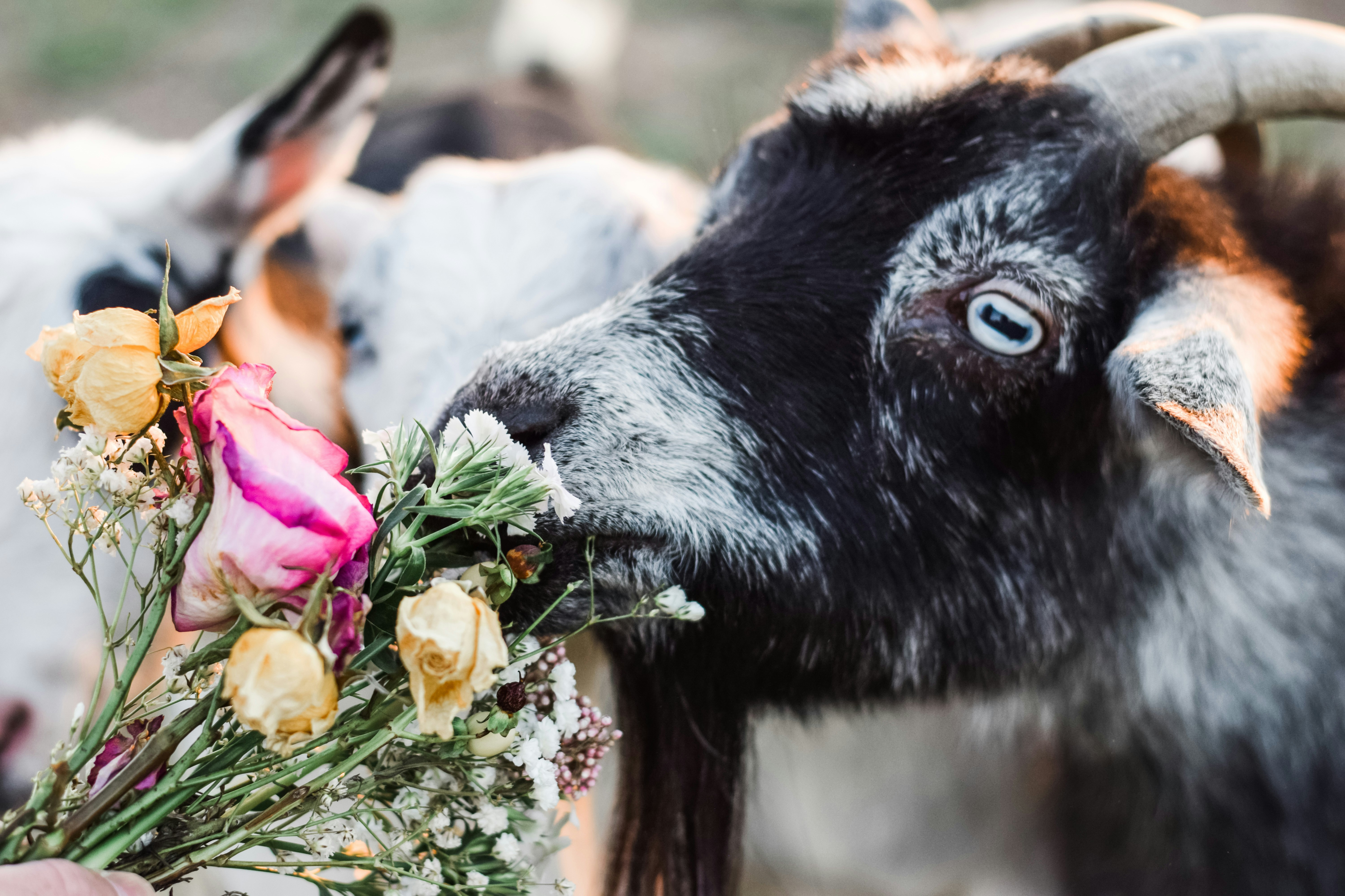 Curious Goat Nuzzles a Fresh Bouquet in a Rustic Portrait