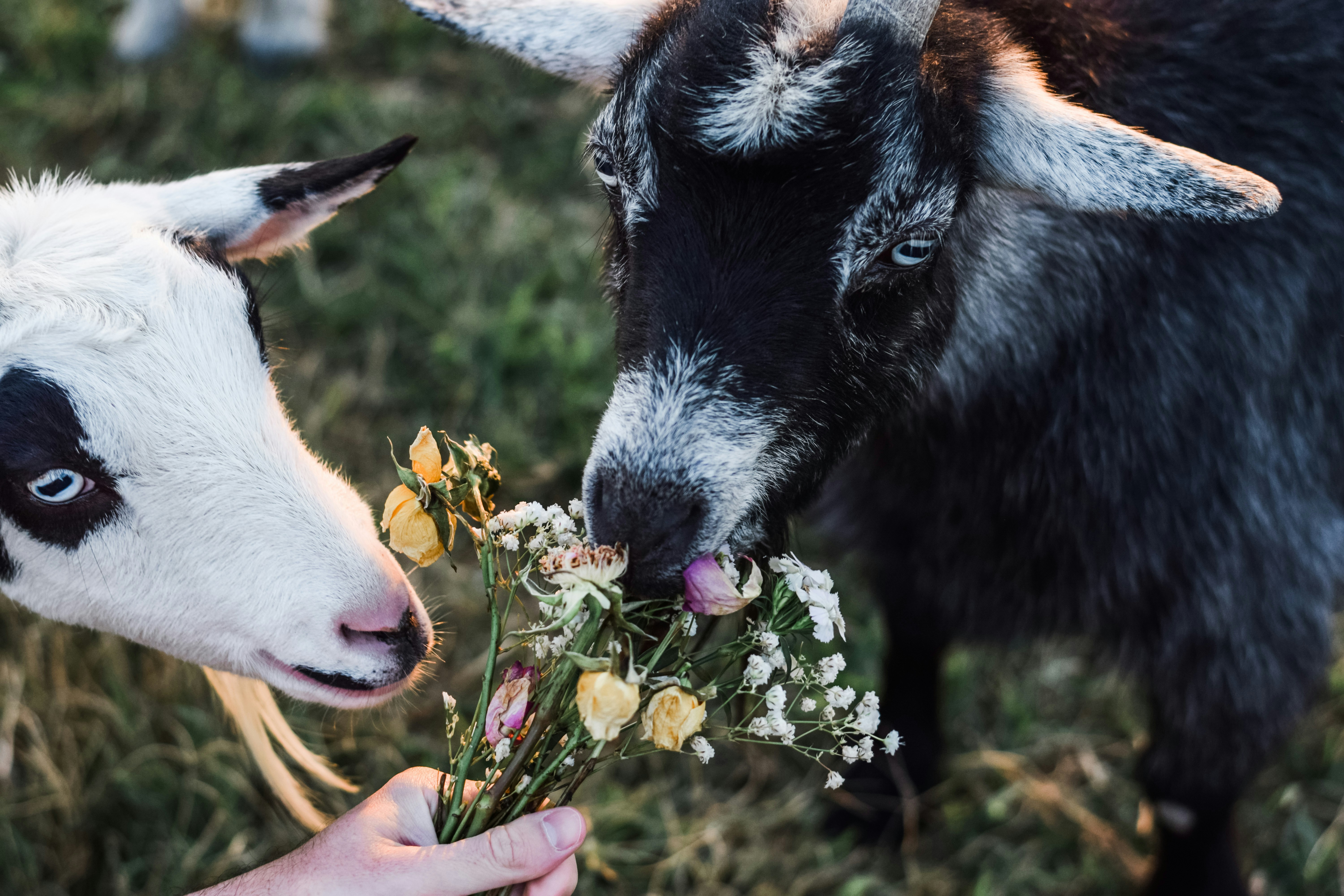 Bouquet Bond: Two Goats Curiously Sniff a Handheld Bouquet