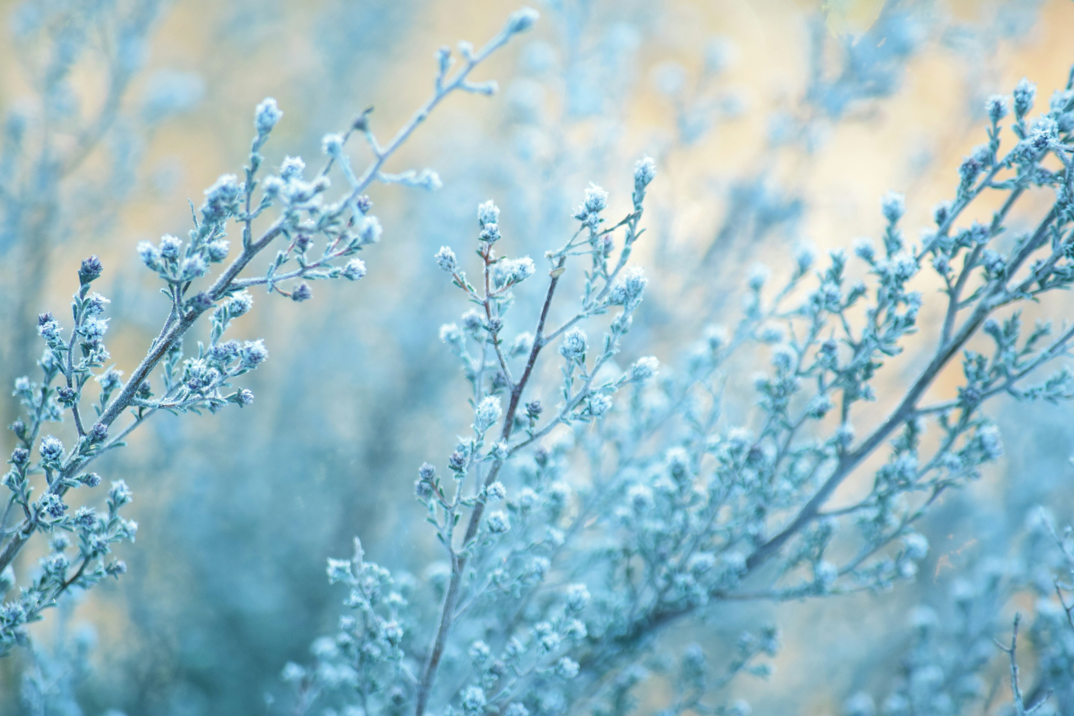 A tree with white flowers photo – Free Frost Image on Unsplash