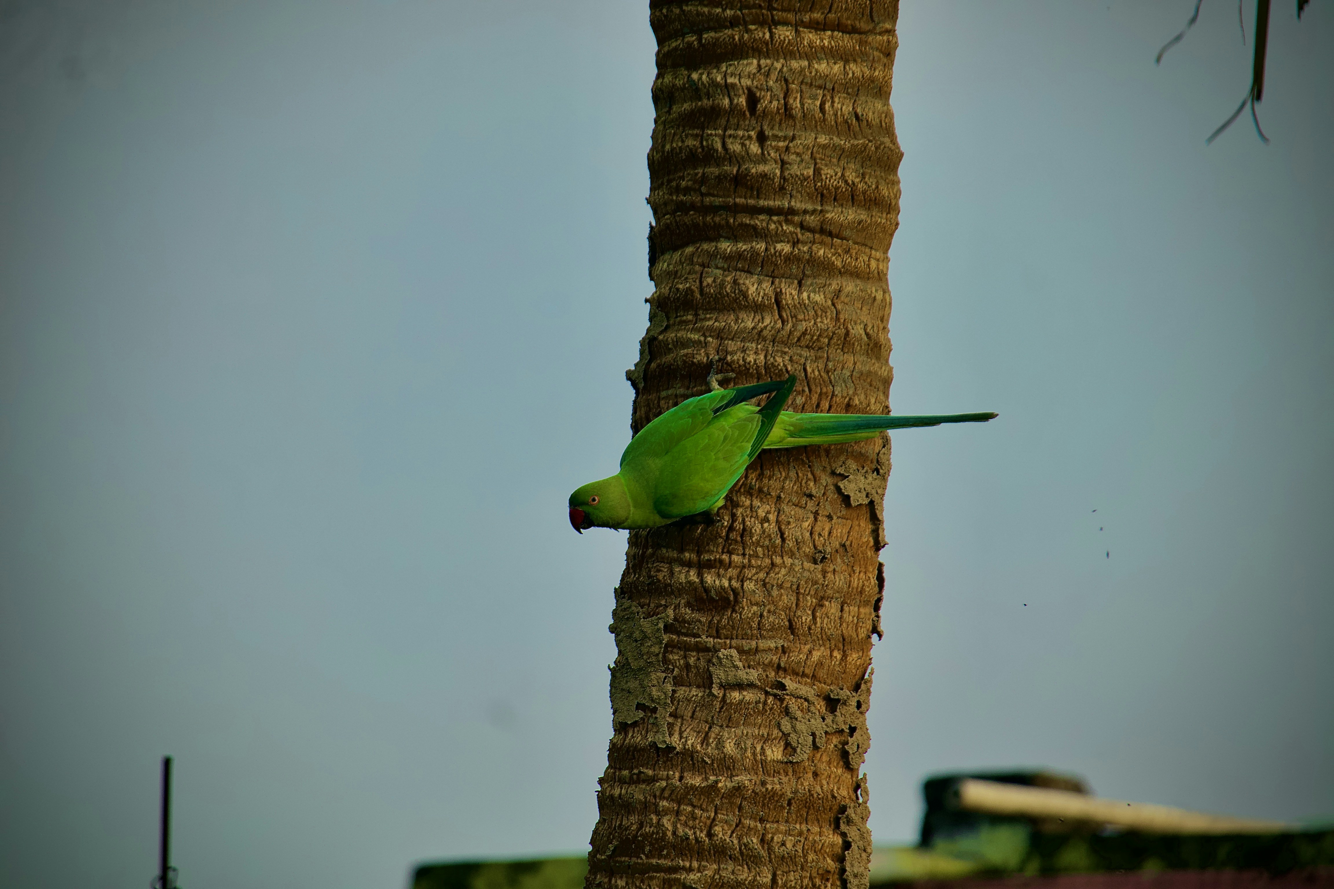 a green bird on a tree