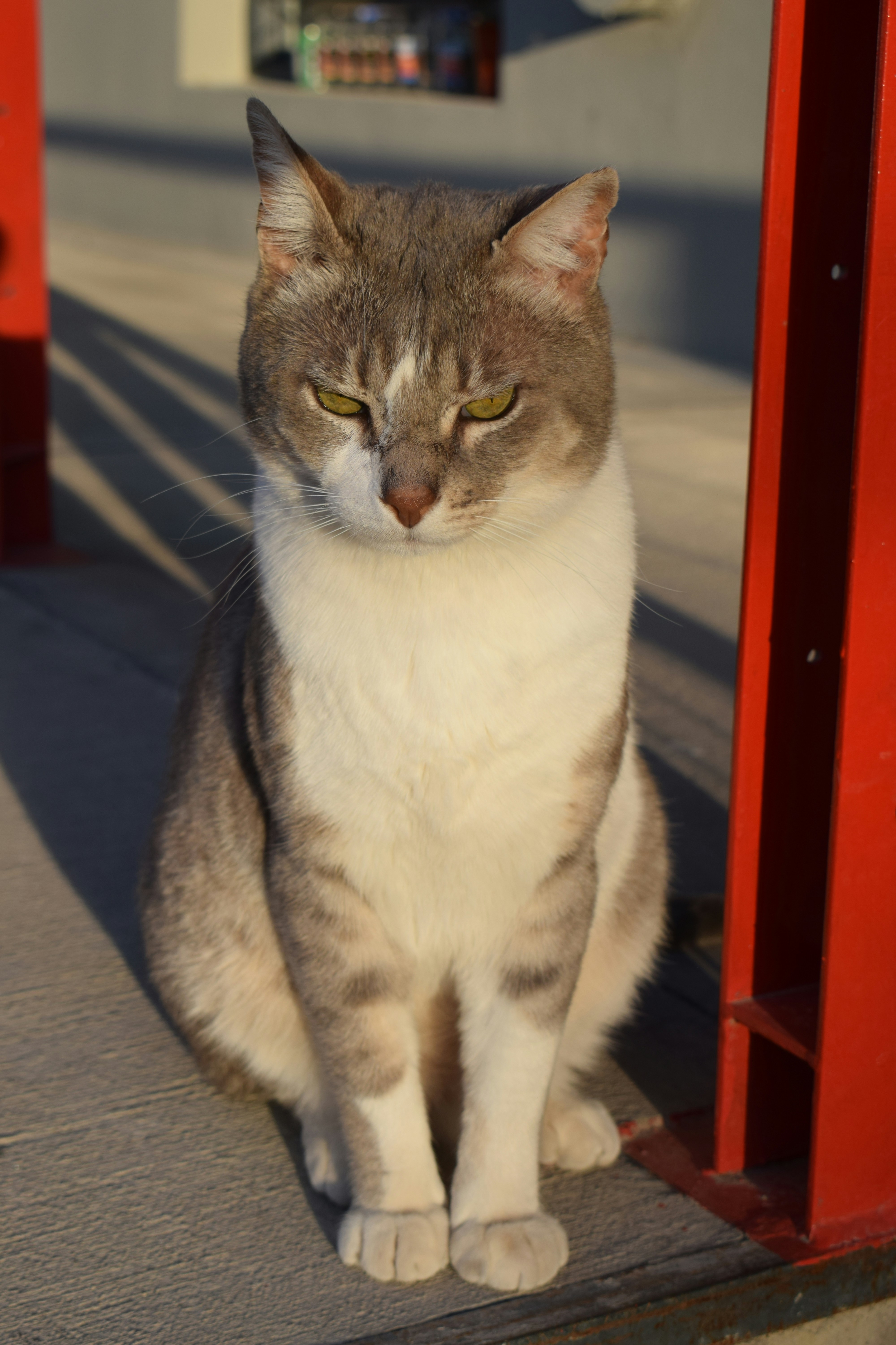 A gray and white cat sits calmly on a wooden surface, framed by red structures, exuding an air of quiet confidence.