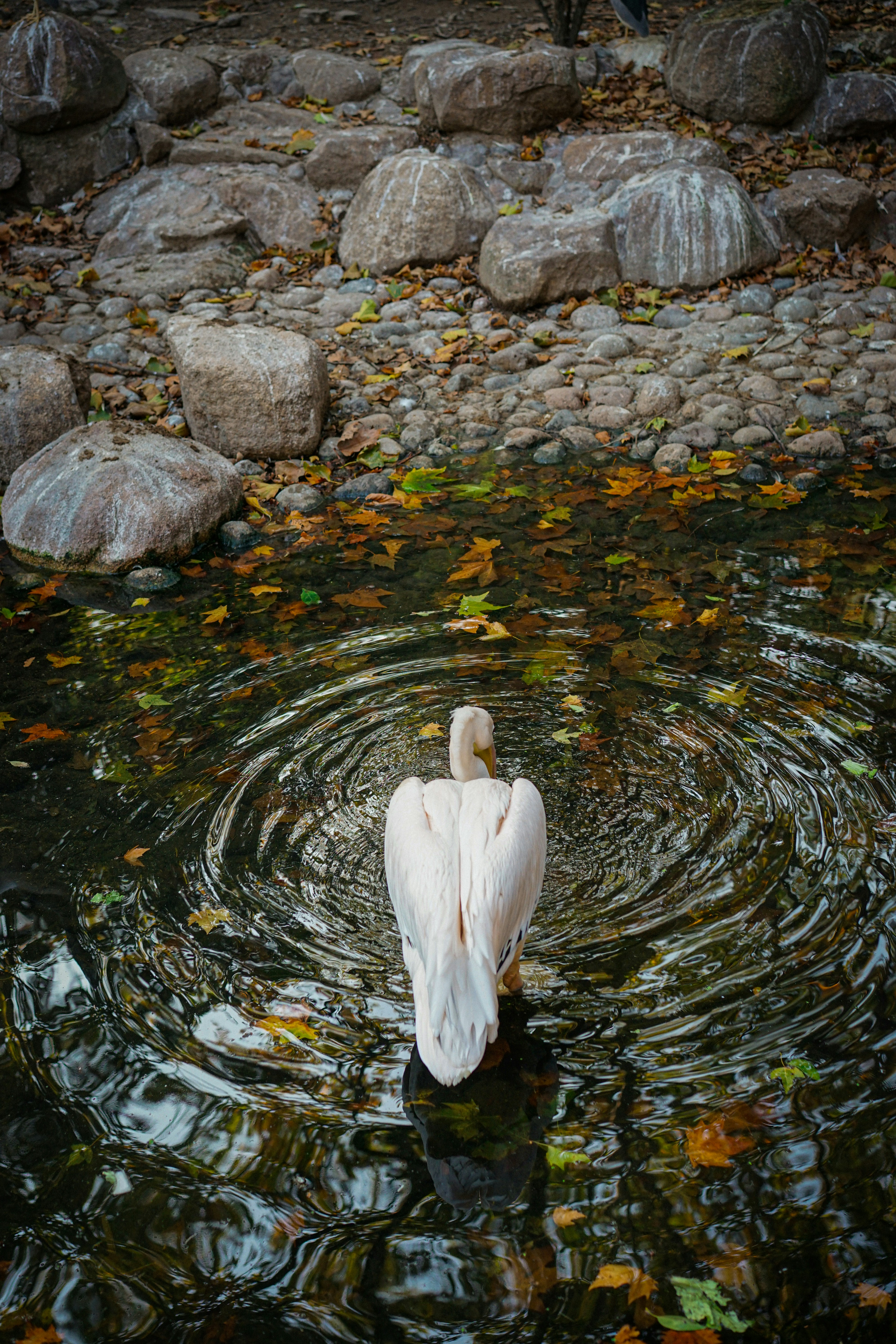 Pelican's Autumn