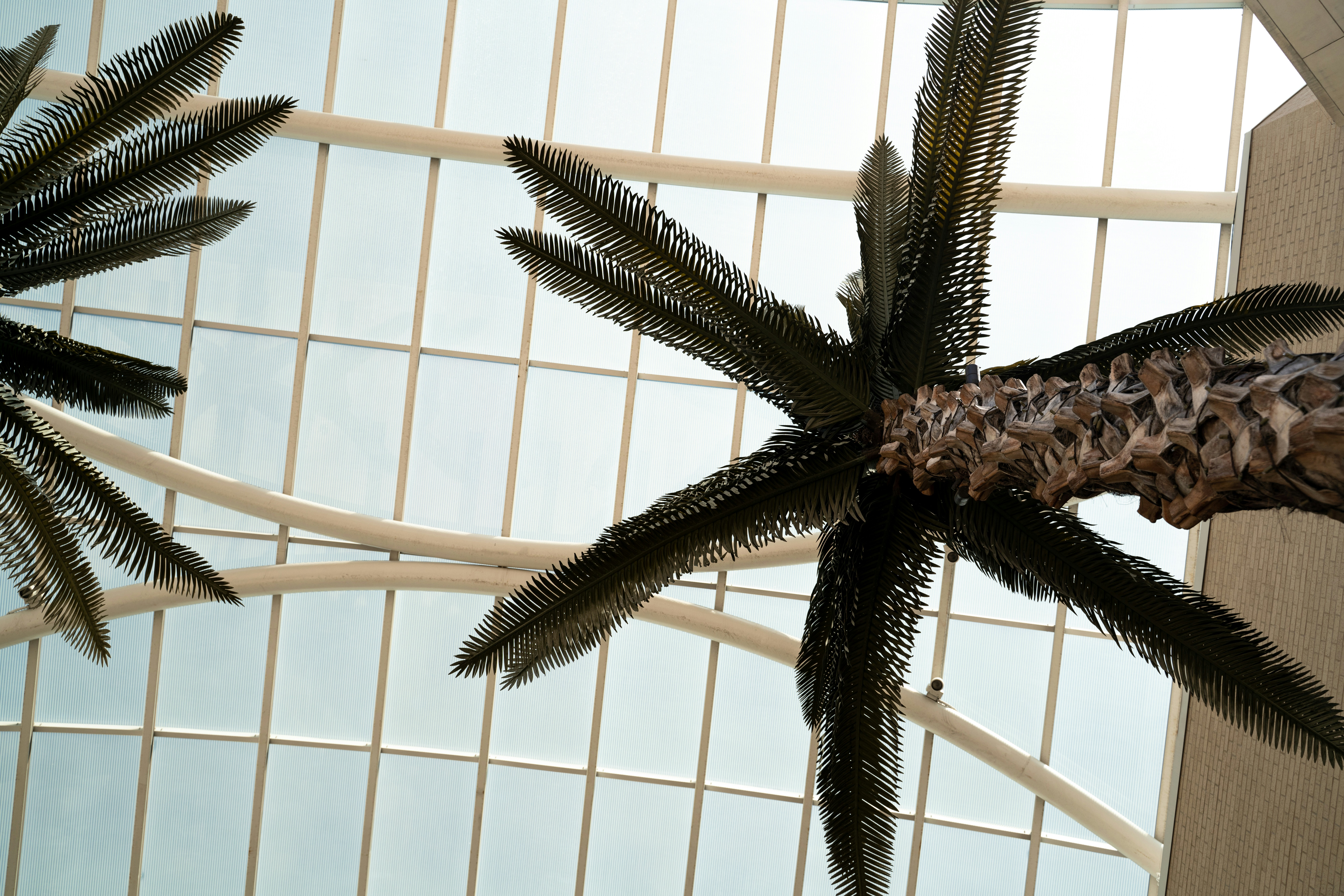 Palm Spikes Under a Glass Canopy