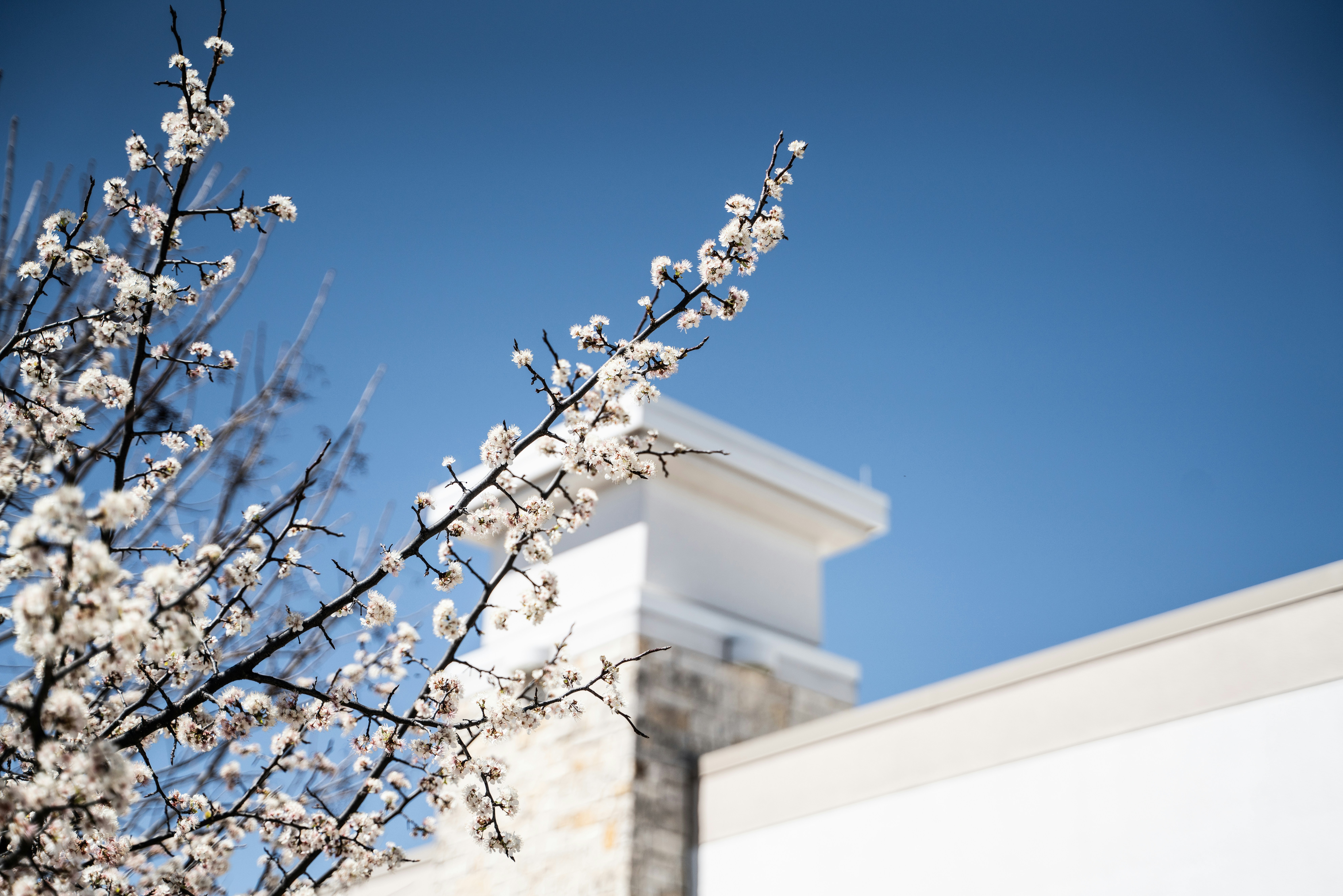 Blossoms at the Edge of Architecture