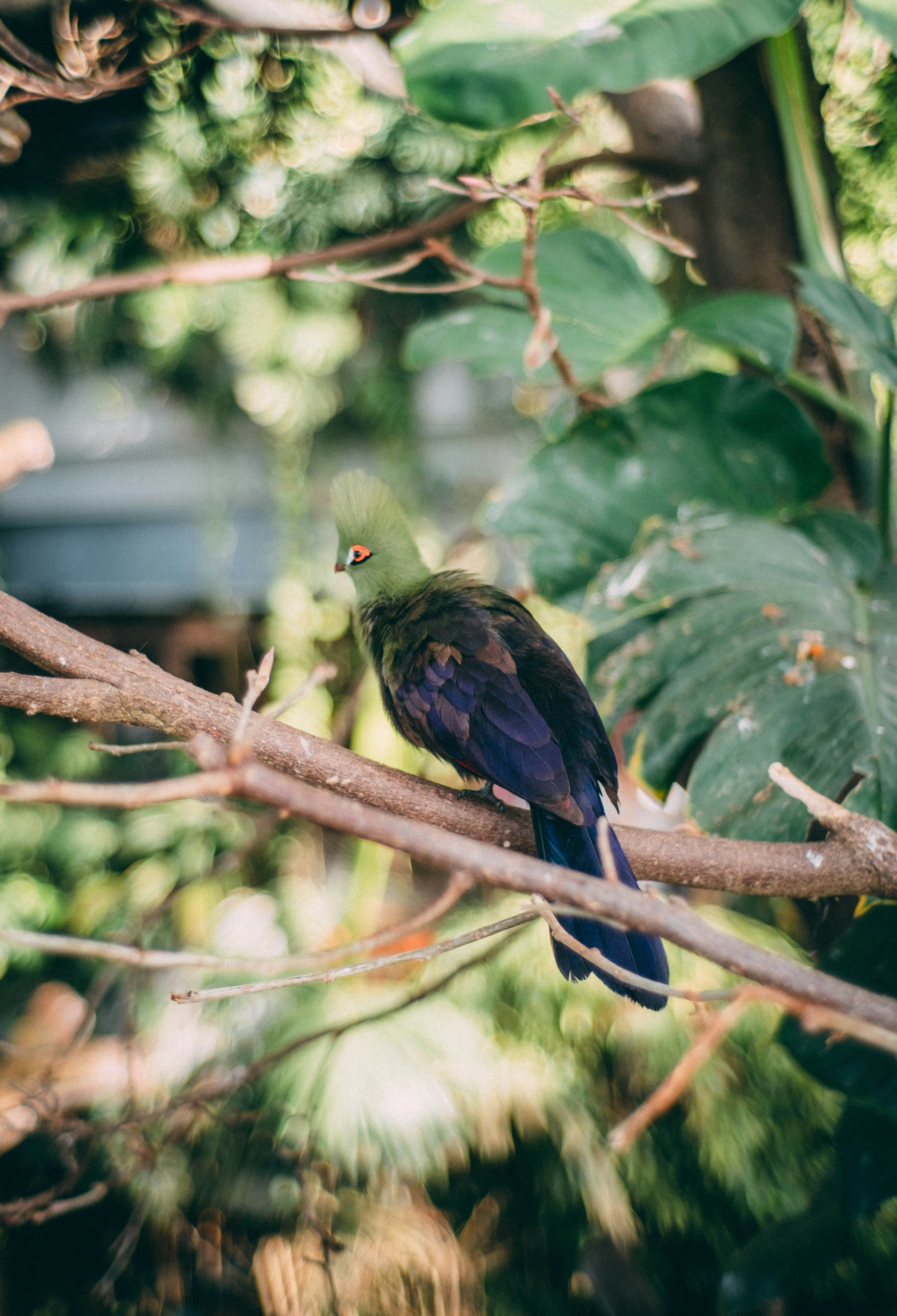 Emerald Parrot on a Garden Branch: Quiet Light, Bold Color