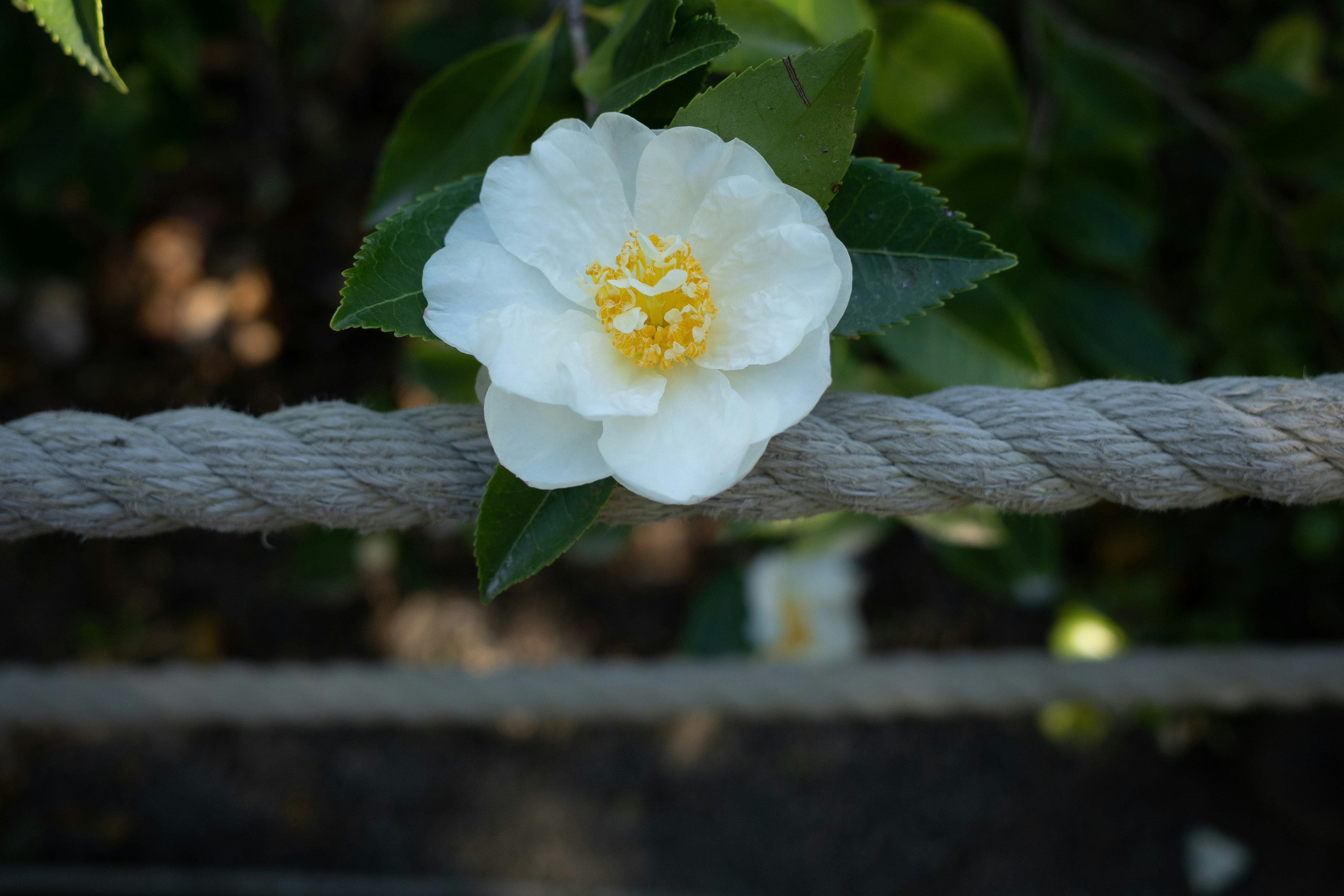 Photo by April Vasquez with Ricoh GR III